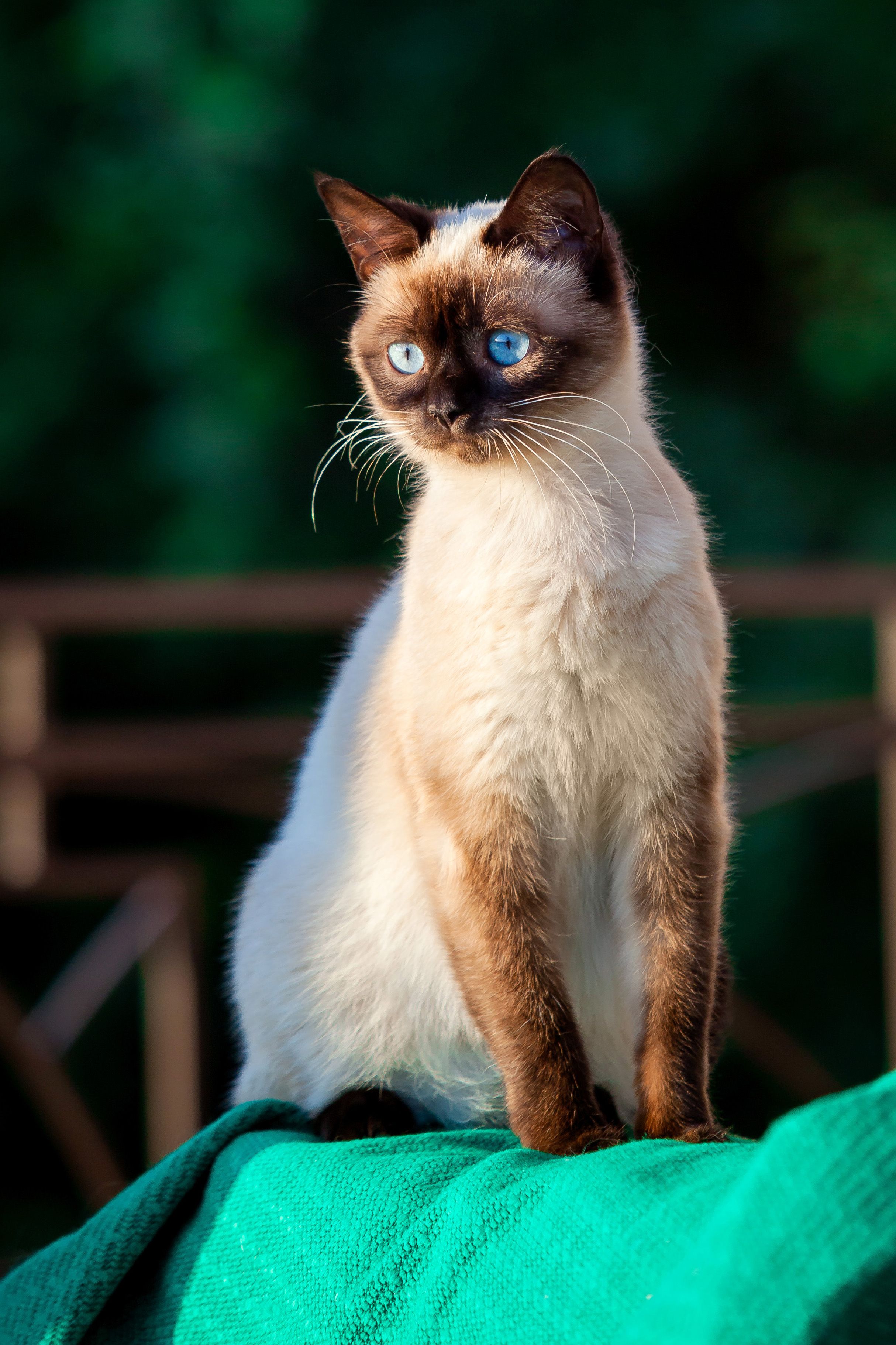 Siamese Cat Photos, Download The BEST Free Siamese Cat Stock Photos ...