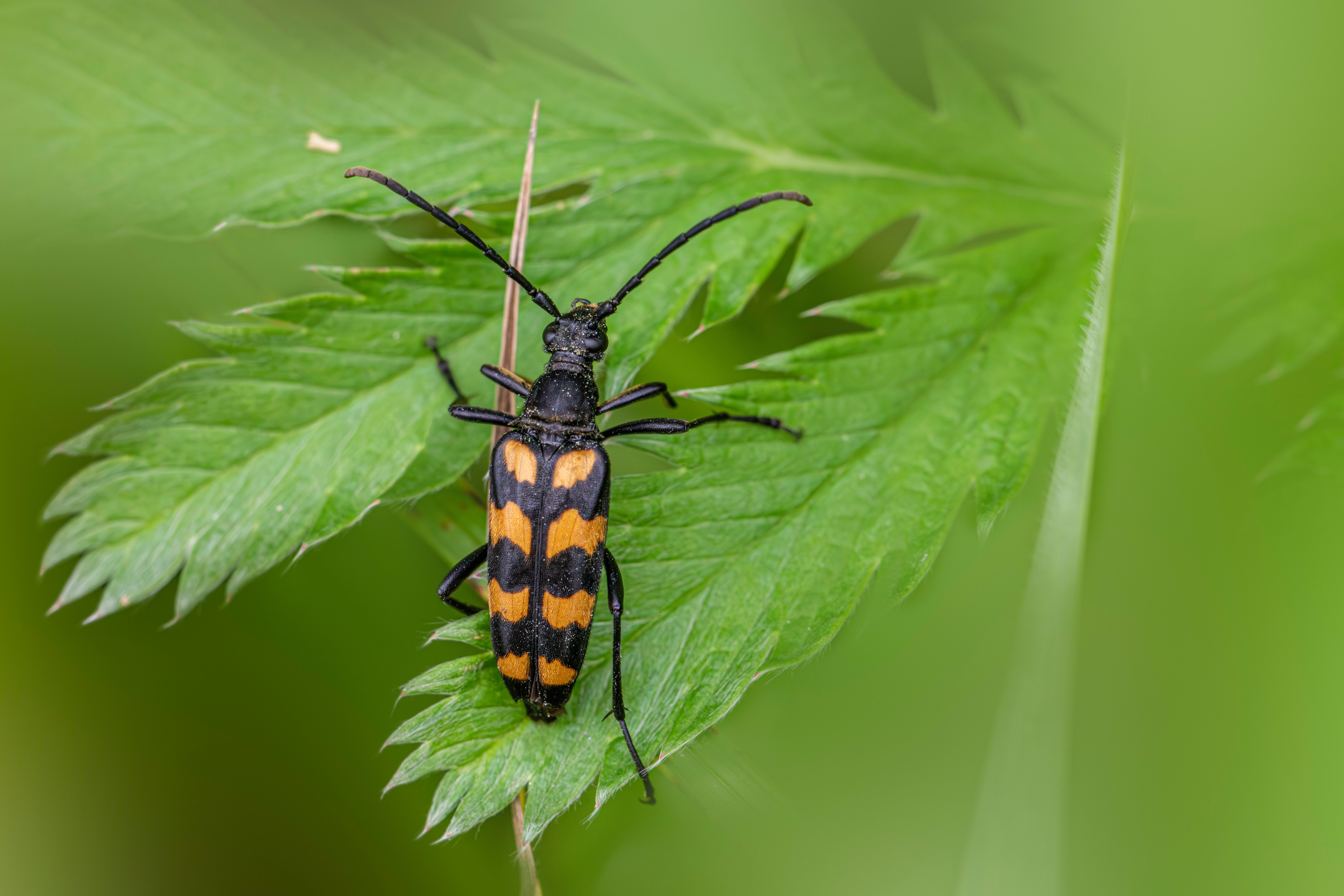 Close-up of Four-Banded Longhorn Beetle on Leaf · Free Stock Photo