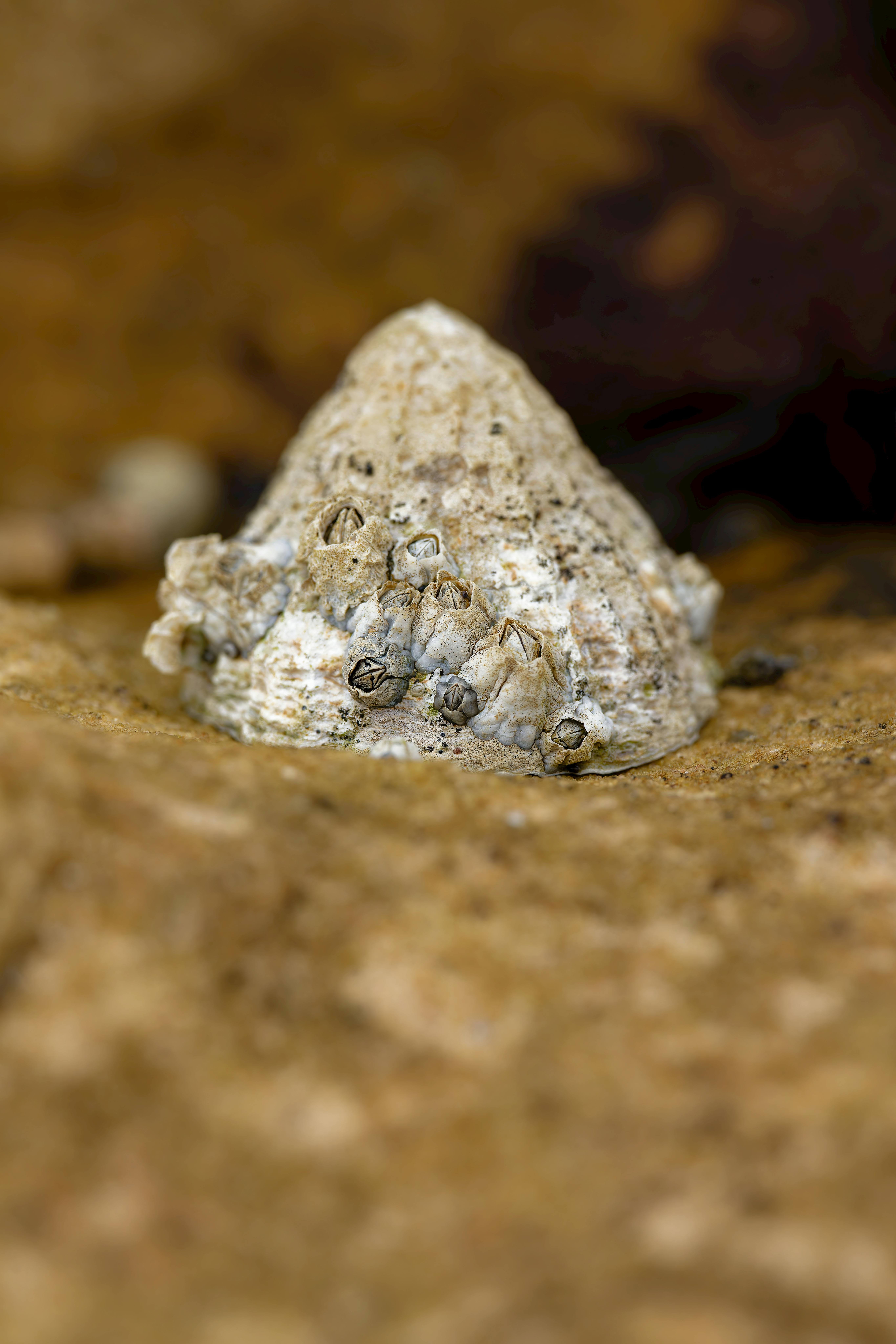 Close-Up of Barnacle on Rock Surface · Free Stock Photo