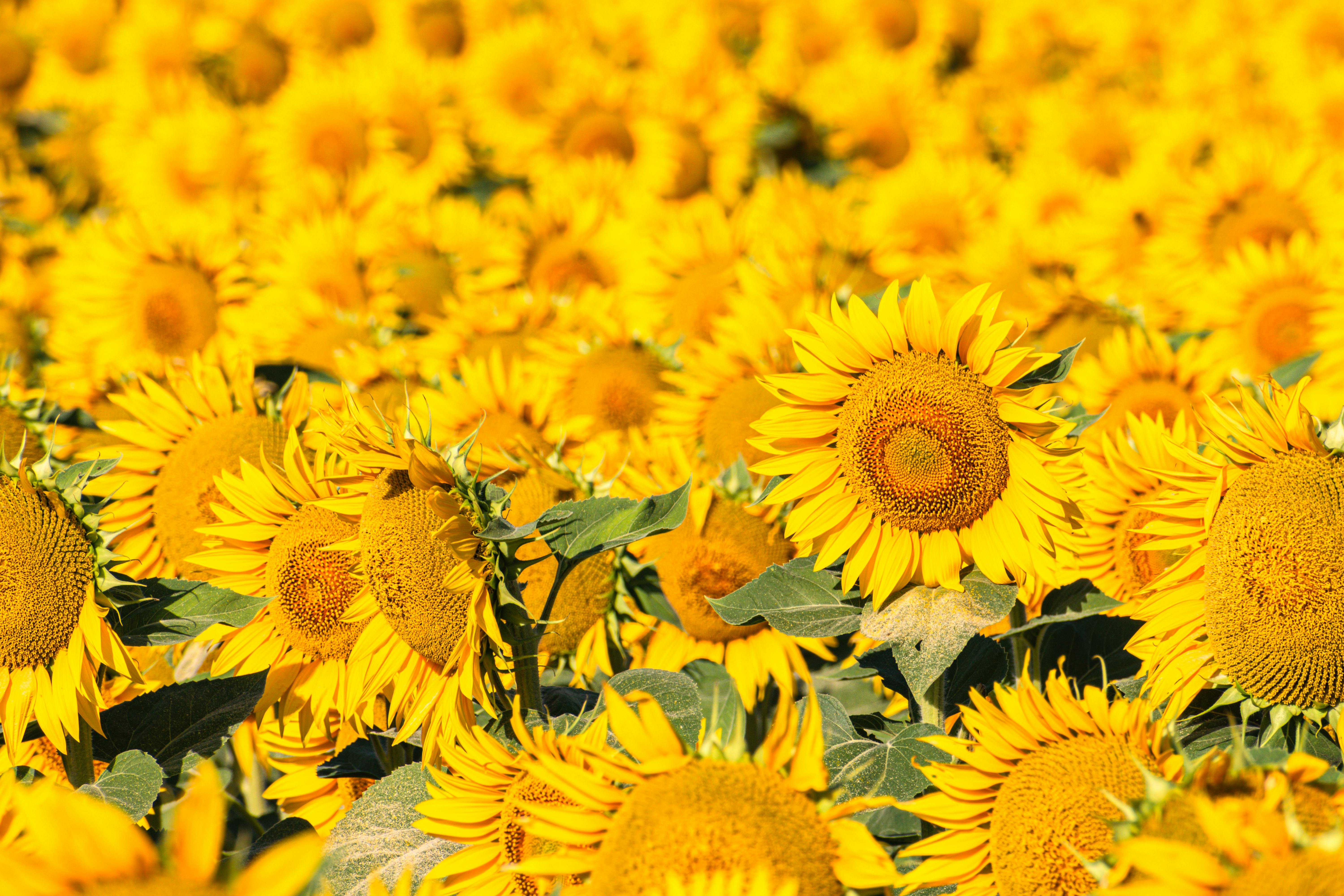 Vibrant Sunflower Field in Full Bloom · Free Stock Photo