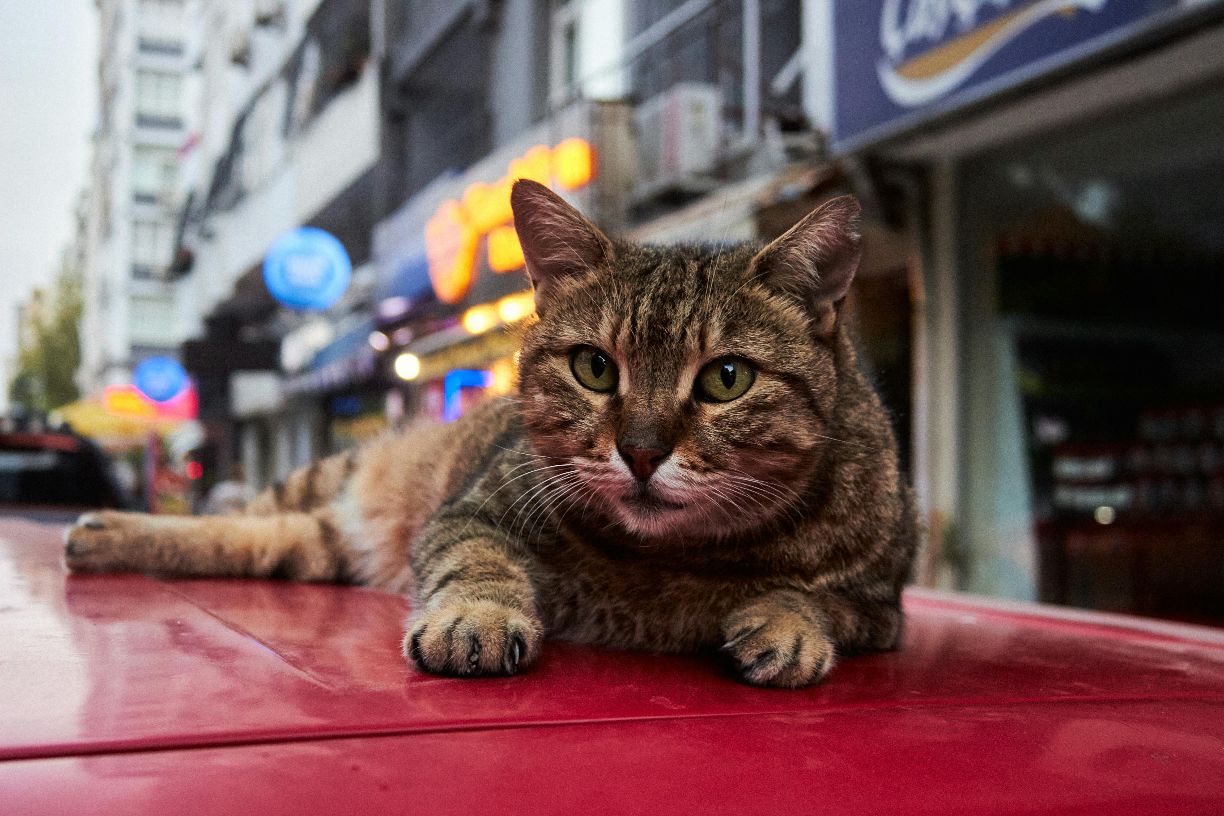 Kitten Car Photos, Download The BEST Free Kitten Car Stock Photos & HD ...