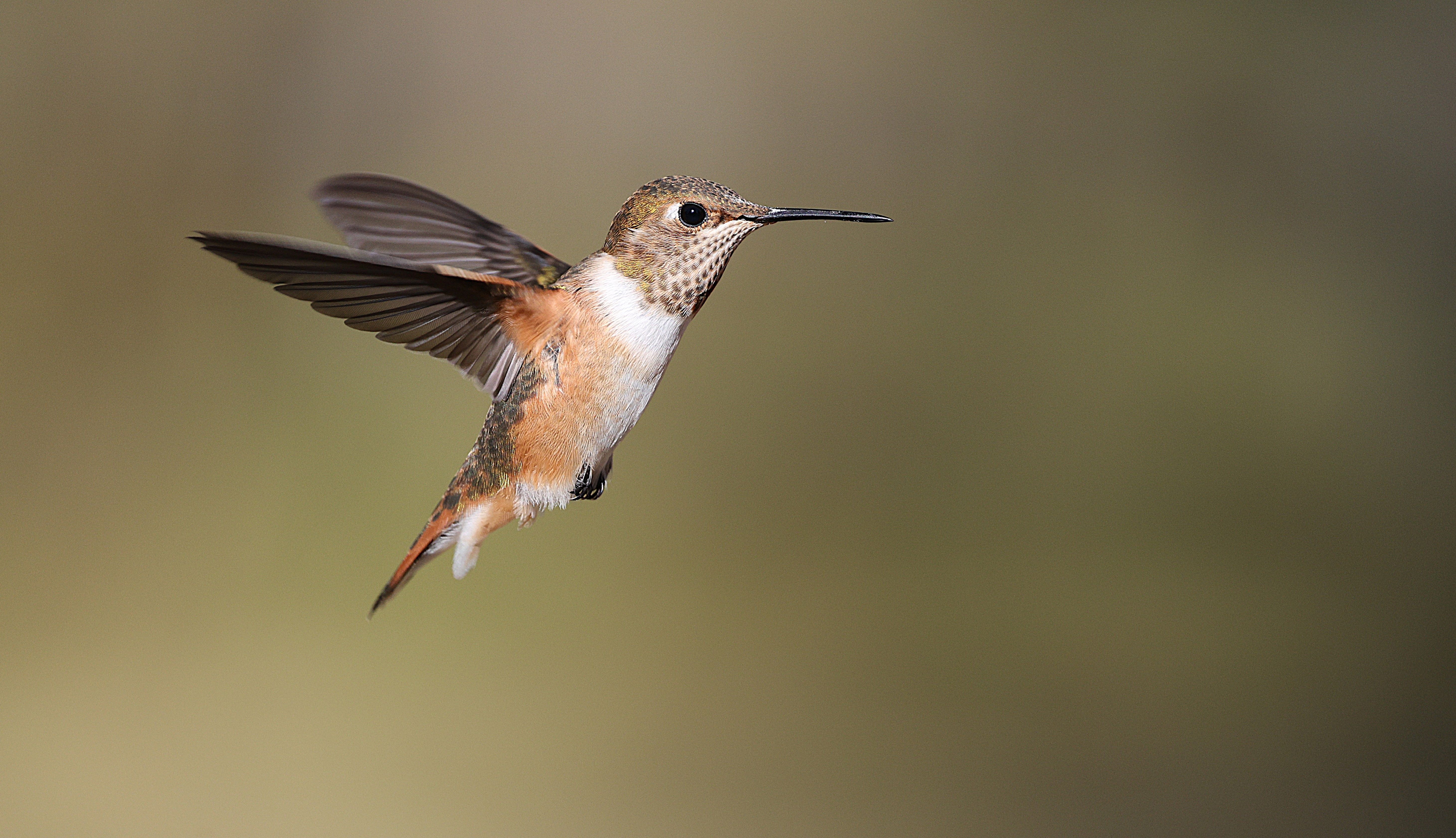Rufous Hummingbird in Mid-Flight with Blurred Background · Free Stock Photo