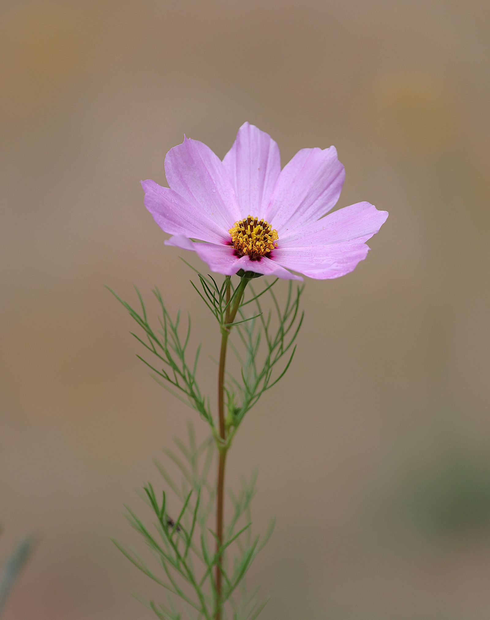 Soft Background Photos, Download The BEST Free Soft Background Stock ...