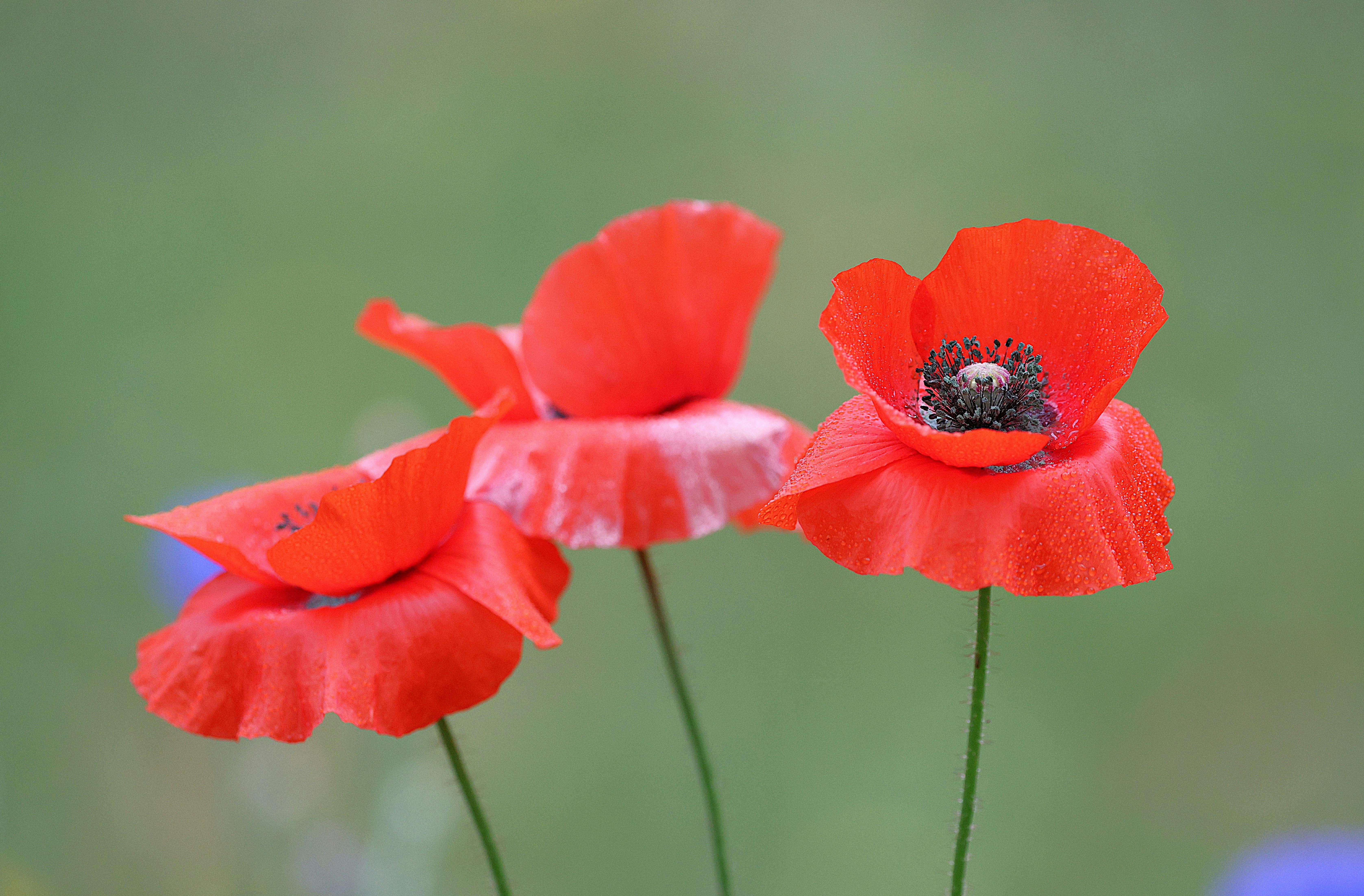 Background Background Photos, Download The BEST Free Background ...