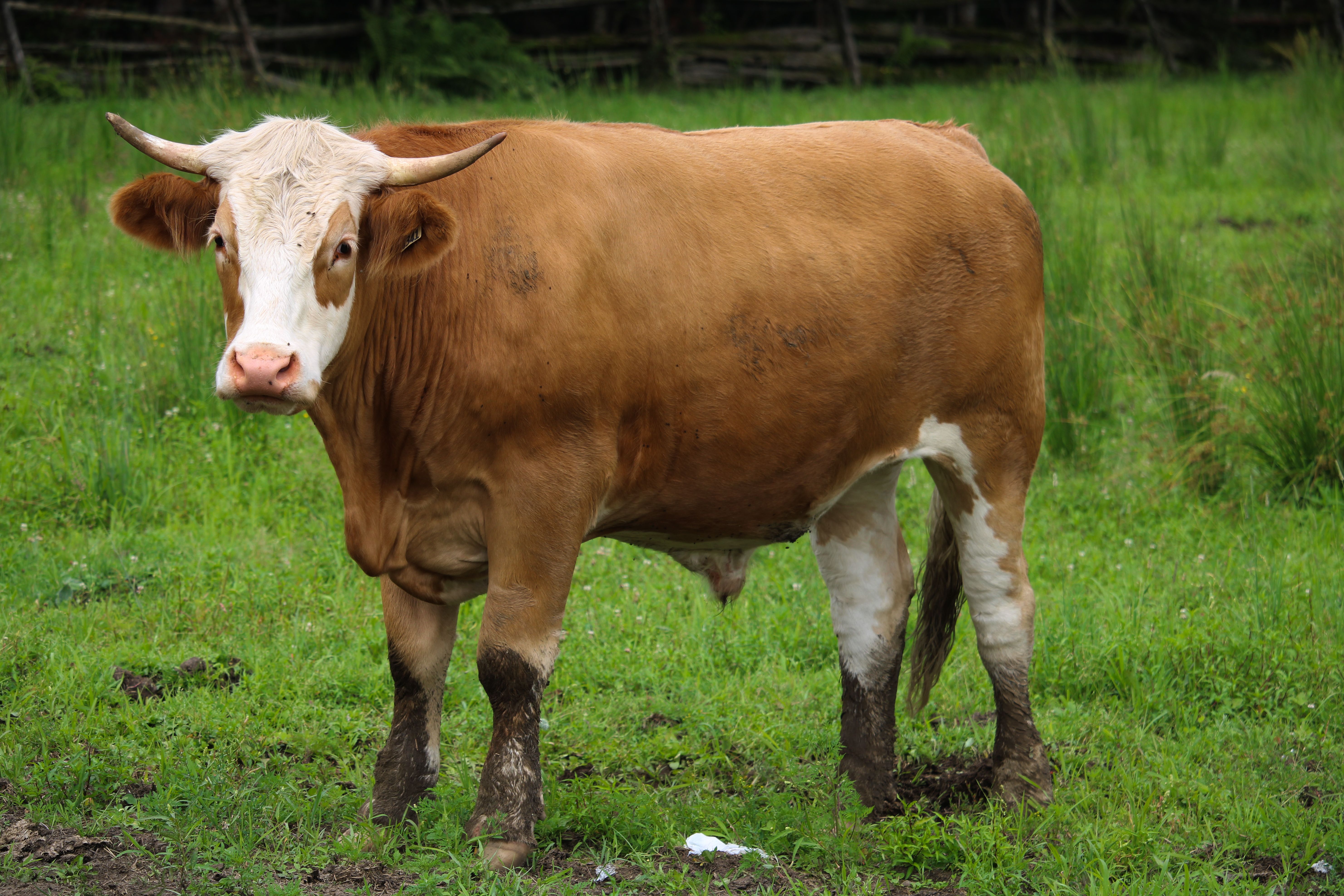 Beef Cattle Photos, Download The BEST Free Beef Cattle Stock Photos ...