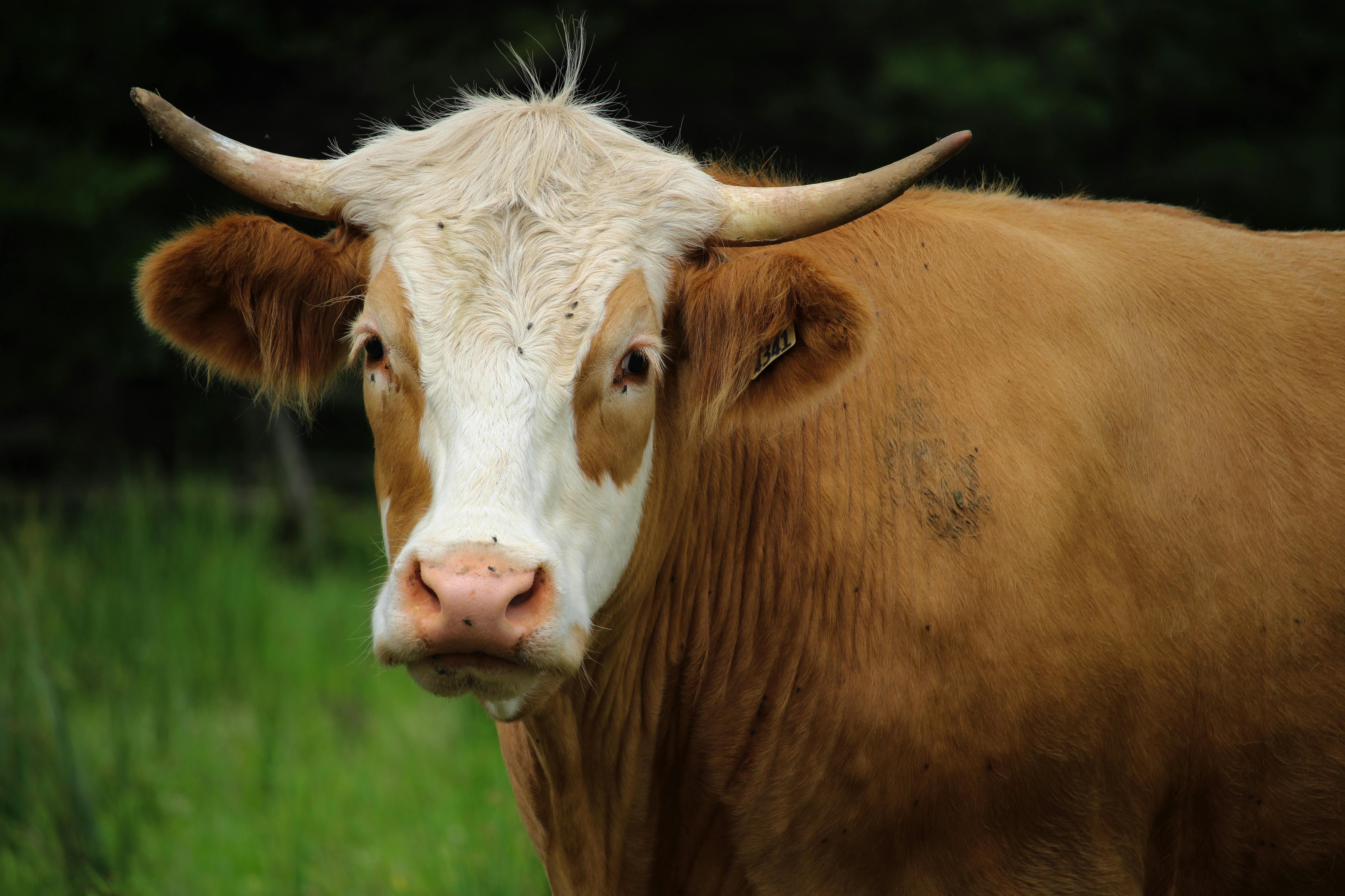 Close-Up Portrait of a Brown Bull in Field · Free Stock Photo