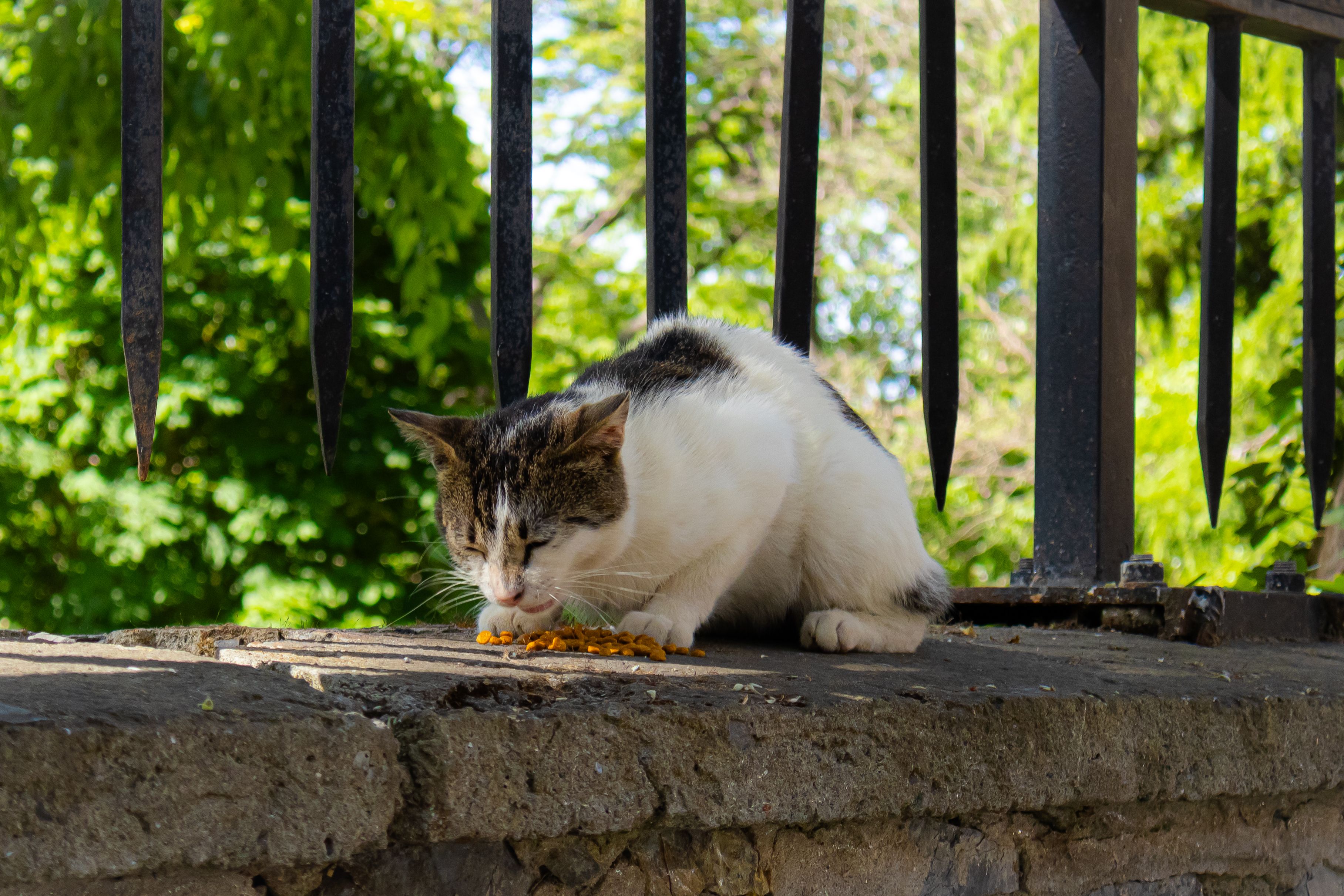 Gato Callejero Comiendo En Un Muro De Piedra Al Aire Libre · Foto de ...