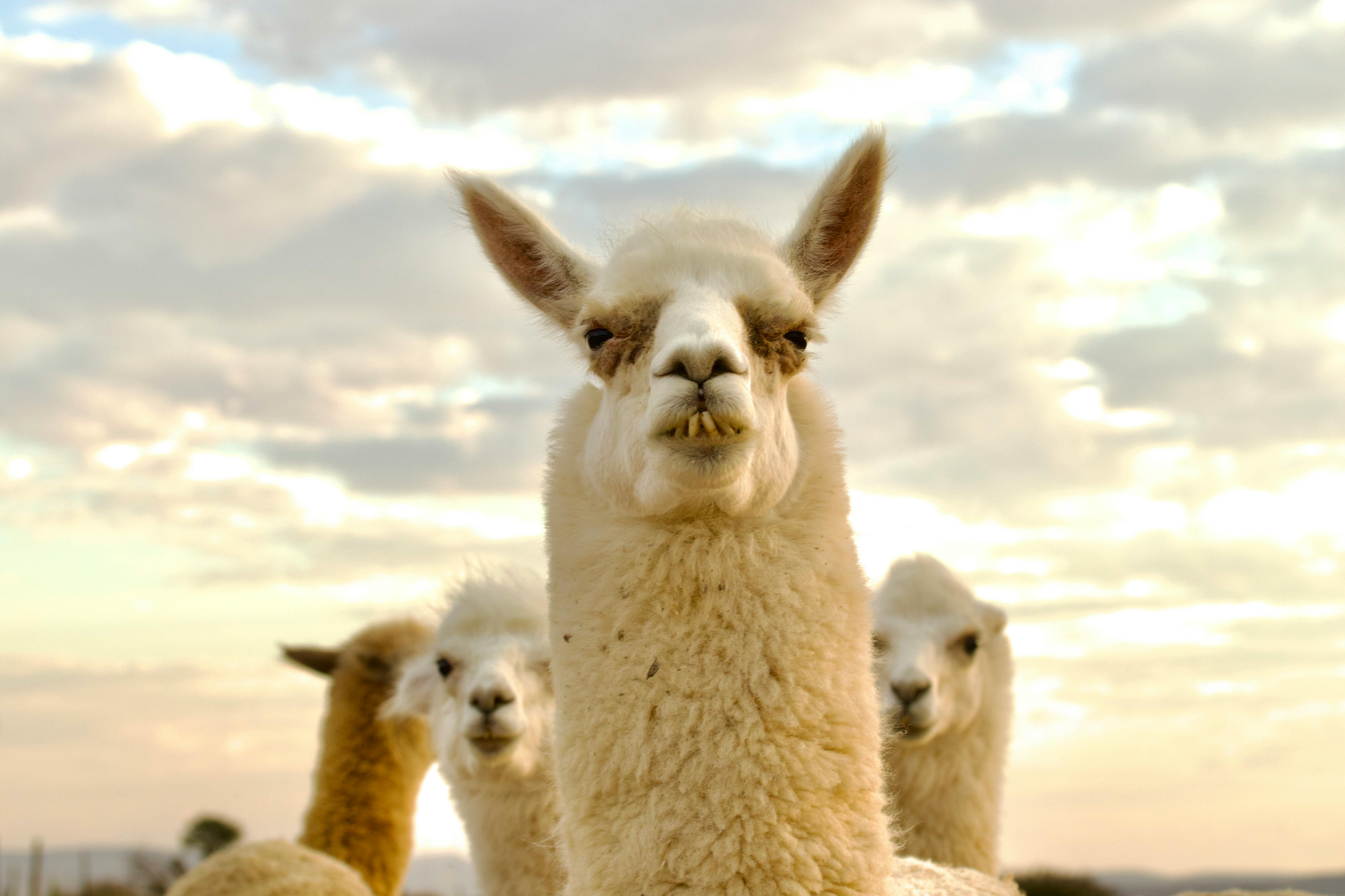 Adorable Llamas in a Pastoral Setting at Sunset · Free Stock Photo