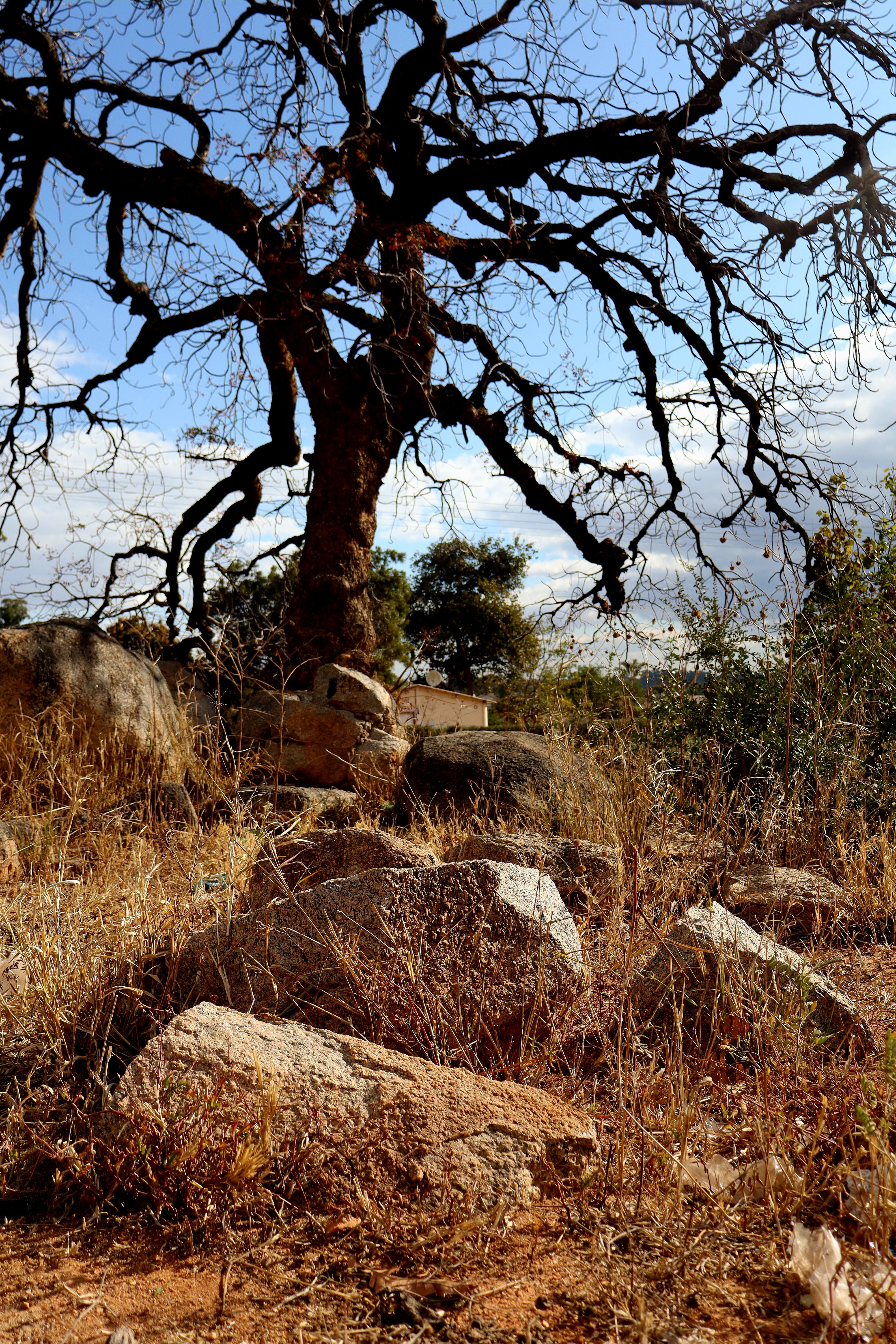 Barren Oak Tree in Rocky Landscape under Blue Sky · Free Stock Photo