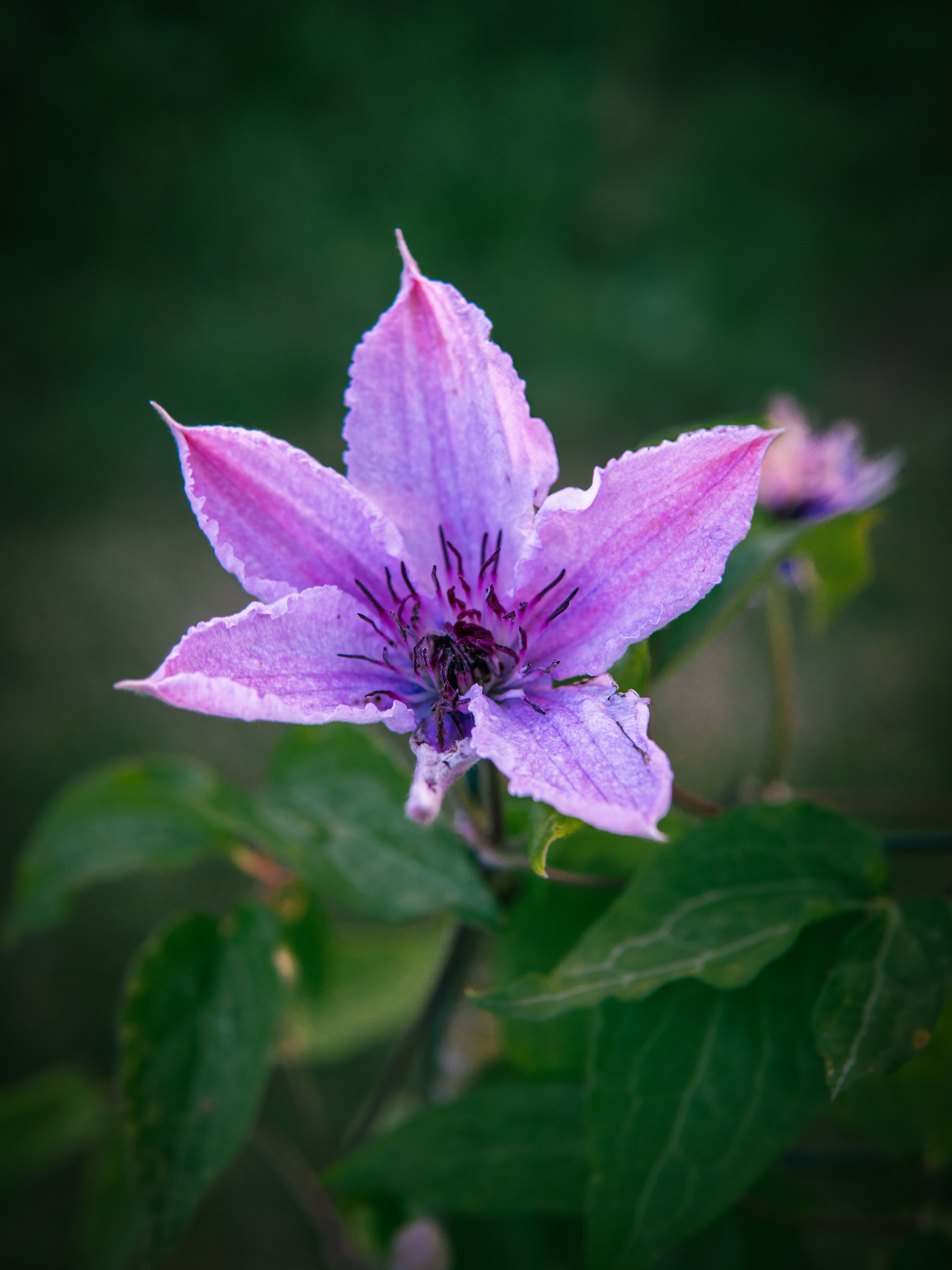 Flower Without Background Photos, Download The BEST Free Flower Without ...