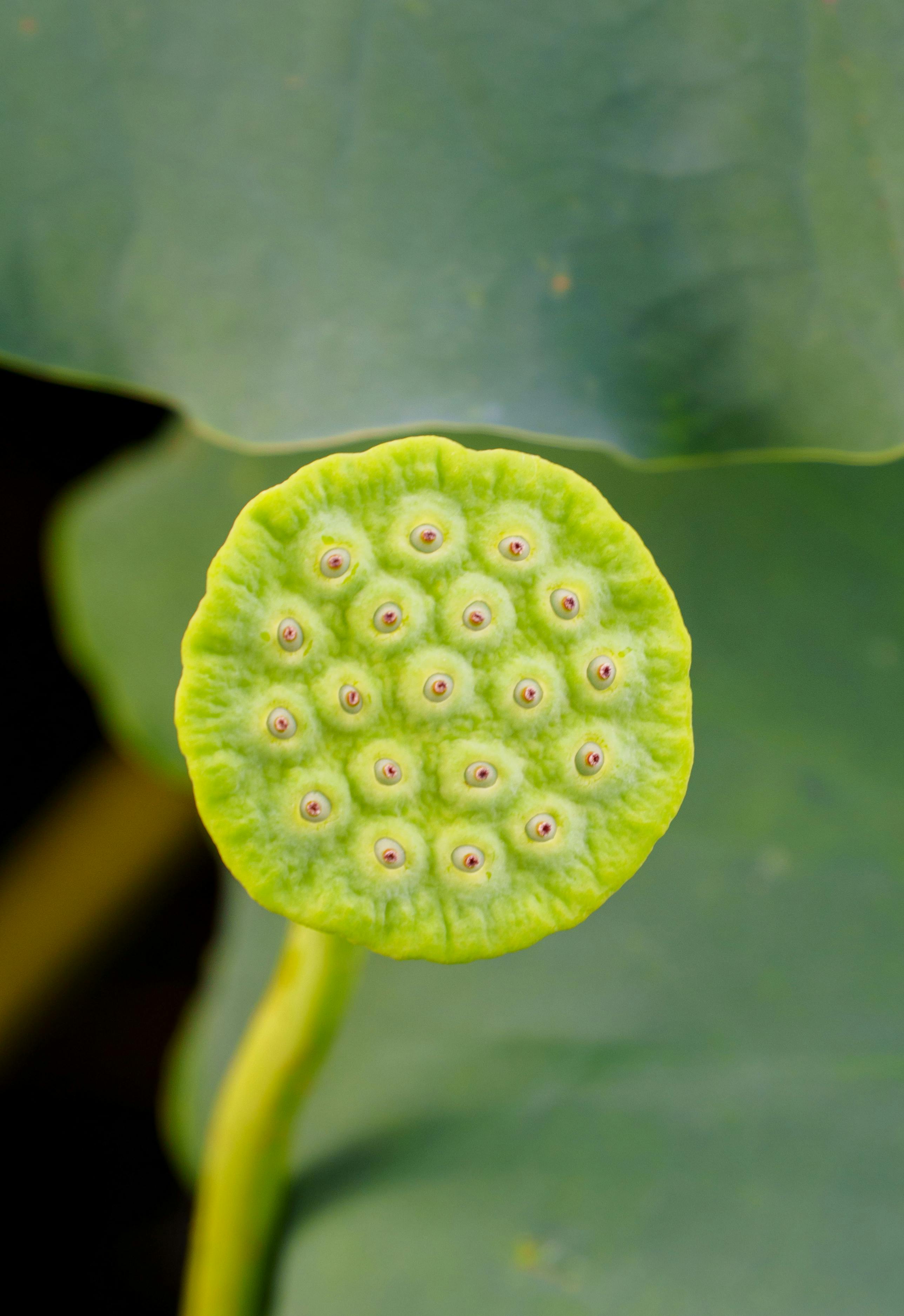 Lotus Seed Tea Photos, Download The BEST Free Lotus Seed Tea Stock ...