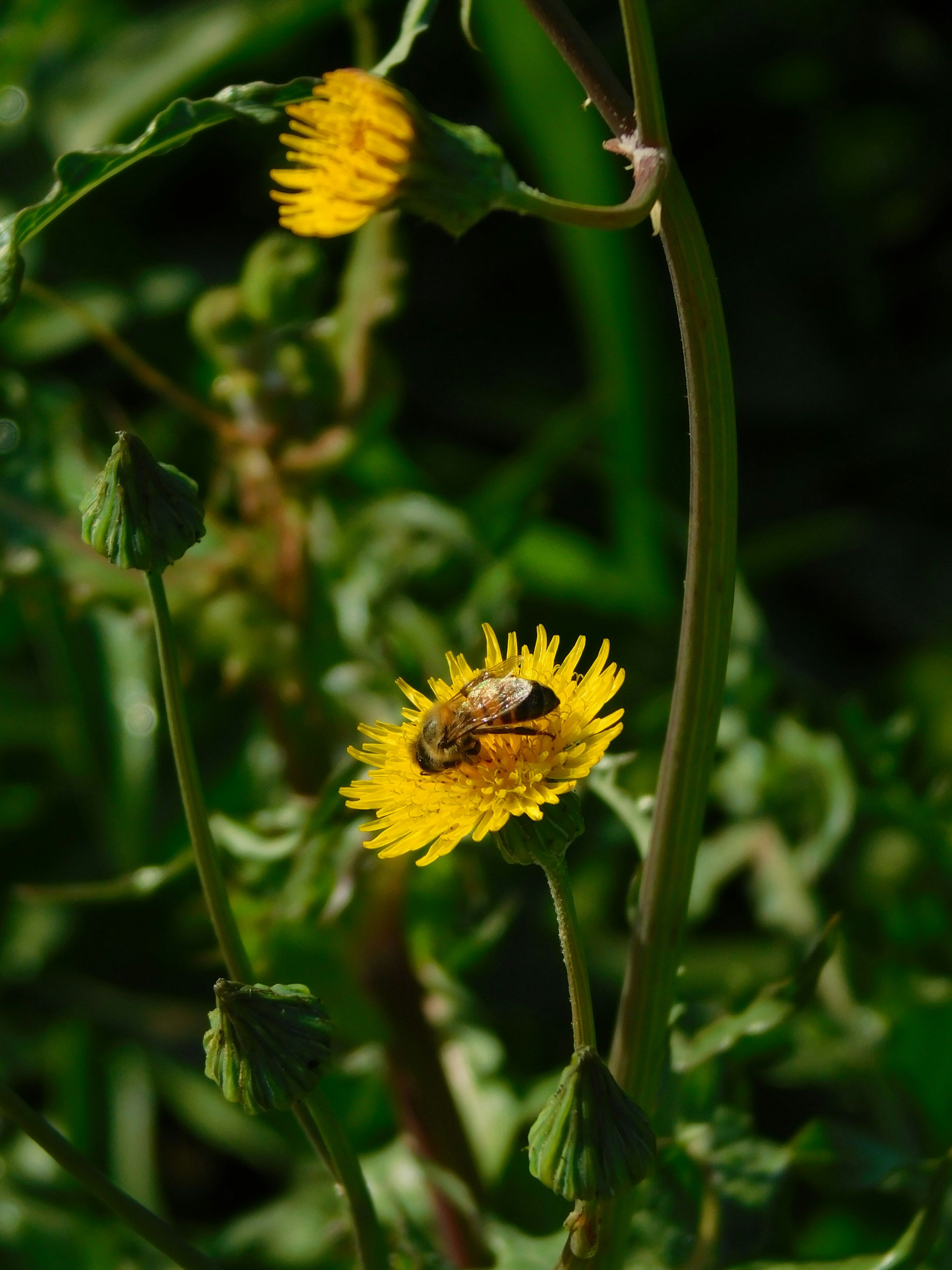 Flower Background Photos, Download The BEST Free Flower Background ...