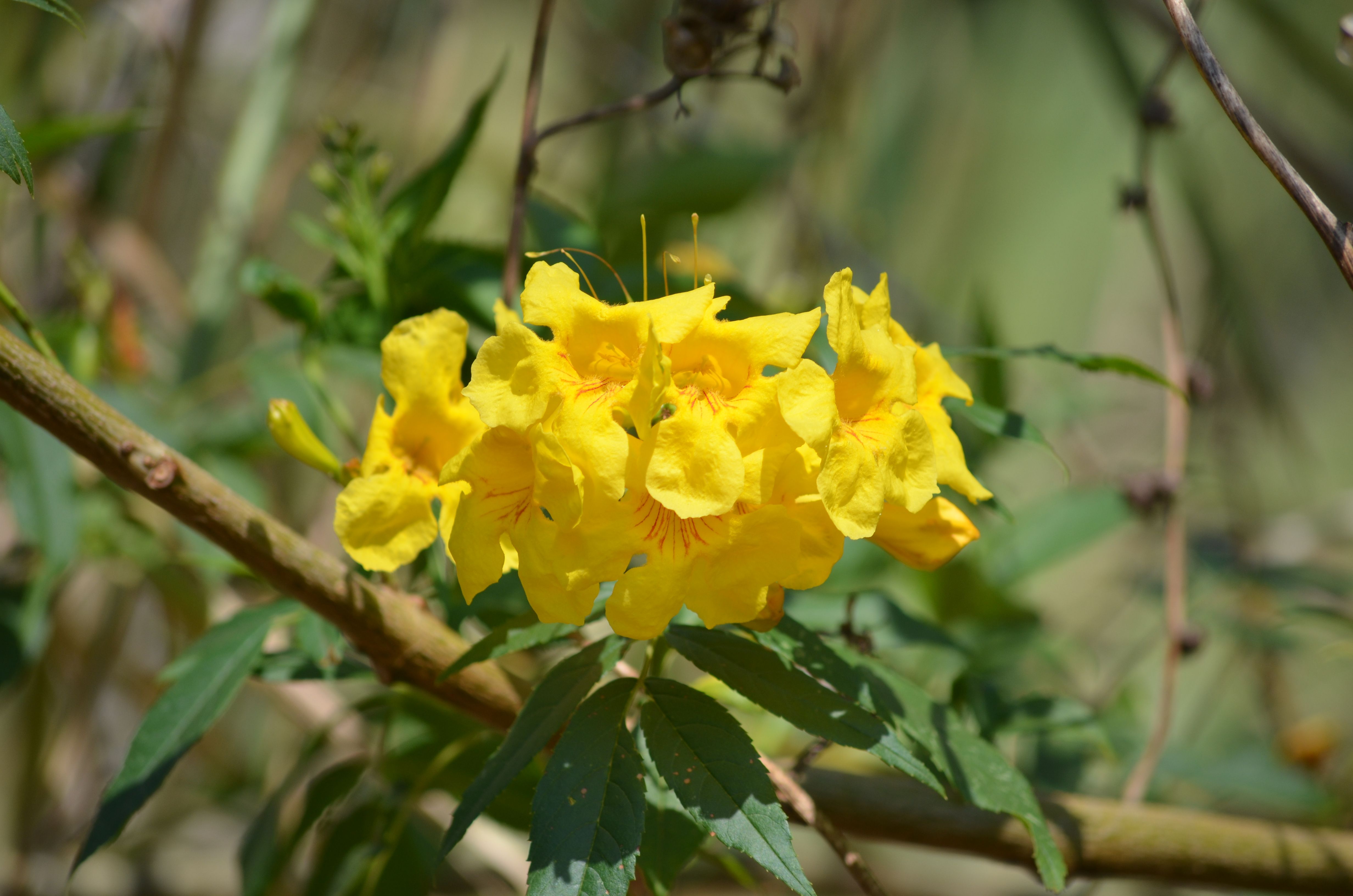 Tecoma Plant Photos, Download The BEST Free Tecoma Plant Stock Photos ...