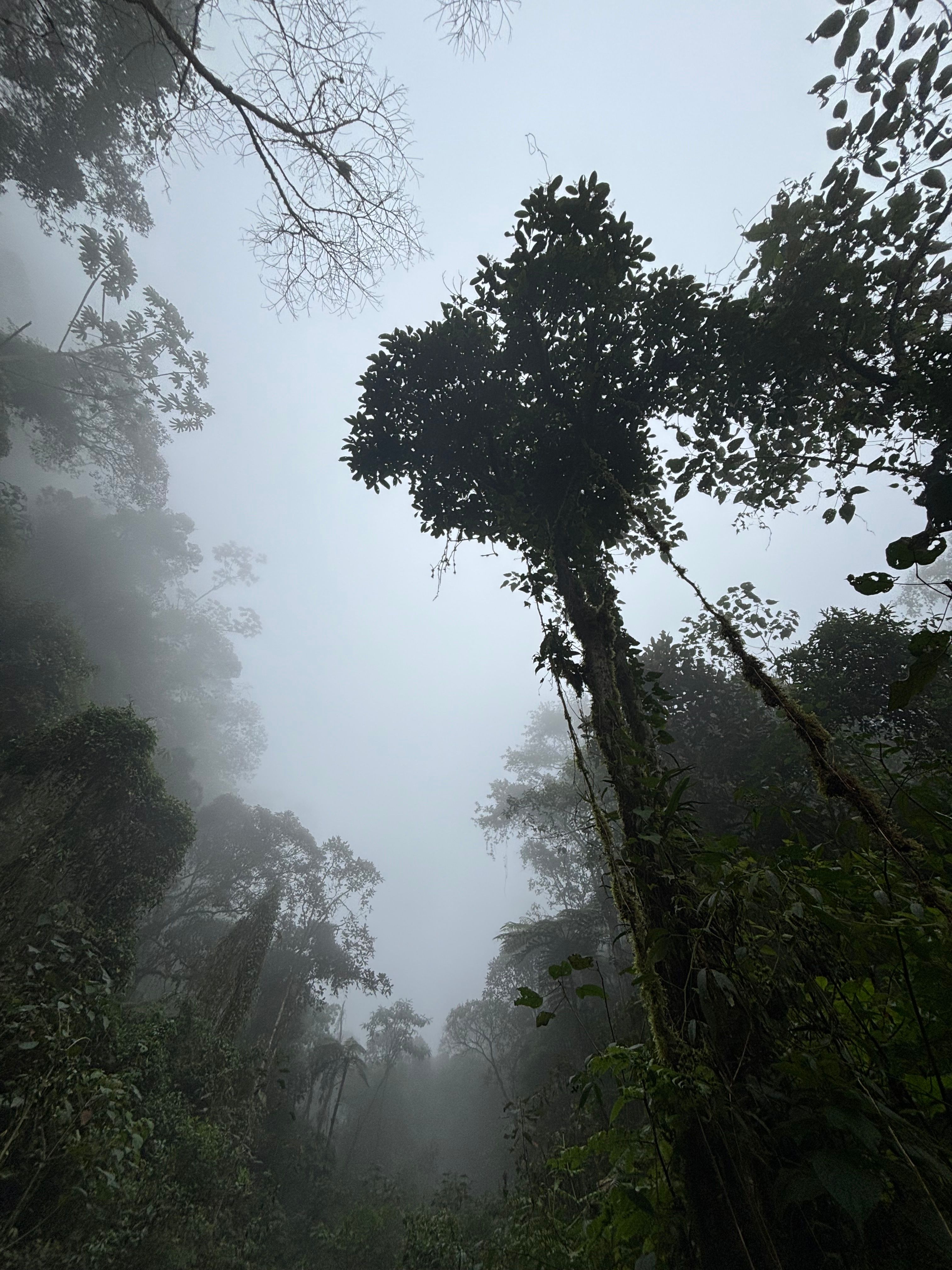 Misty Colombian Forest in the Andes Mountains · Free Stock Photo