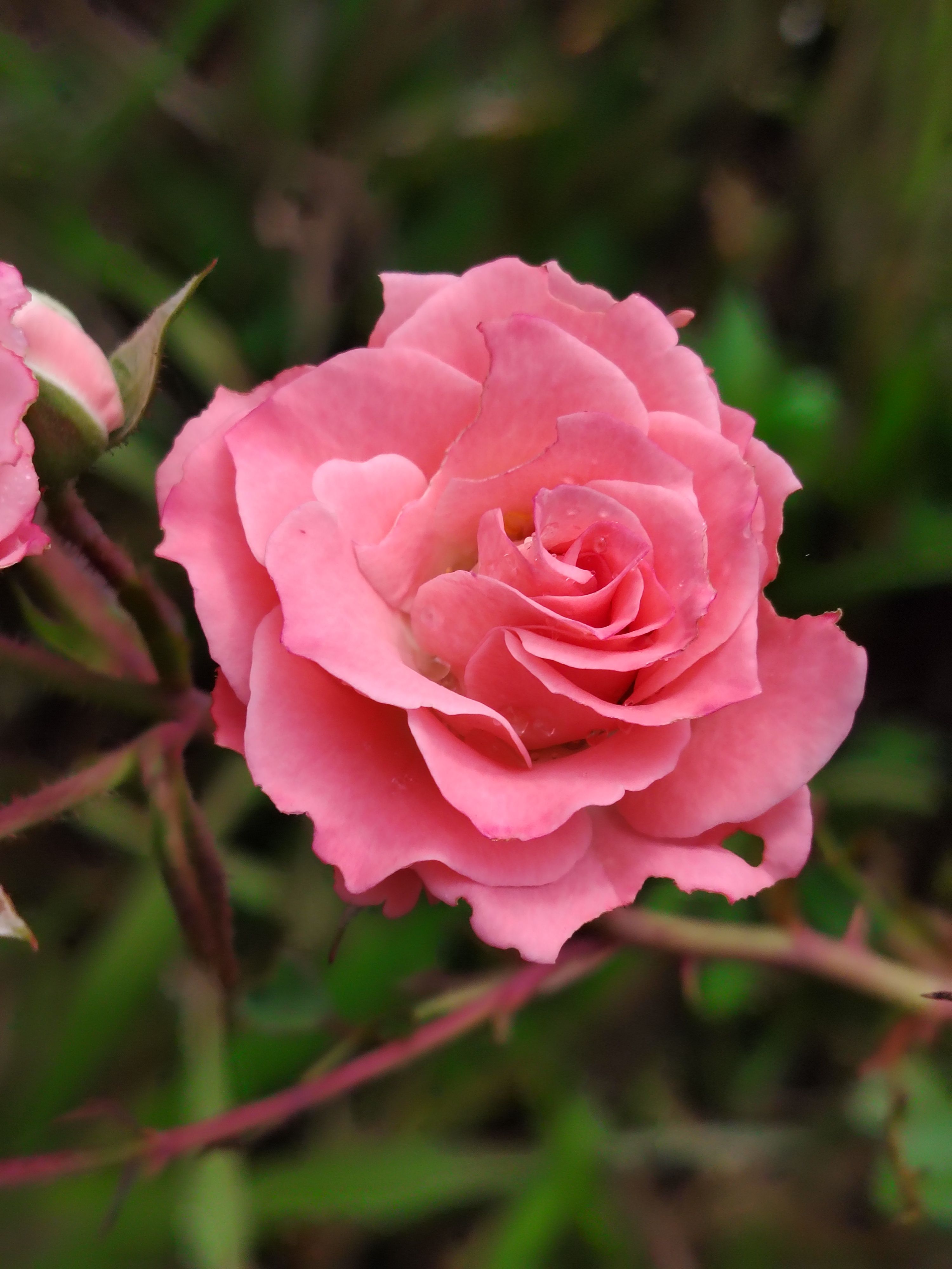 Close-up of a Pink Rose in Bloom · Free Stock Photo