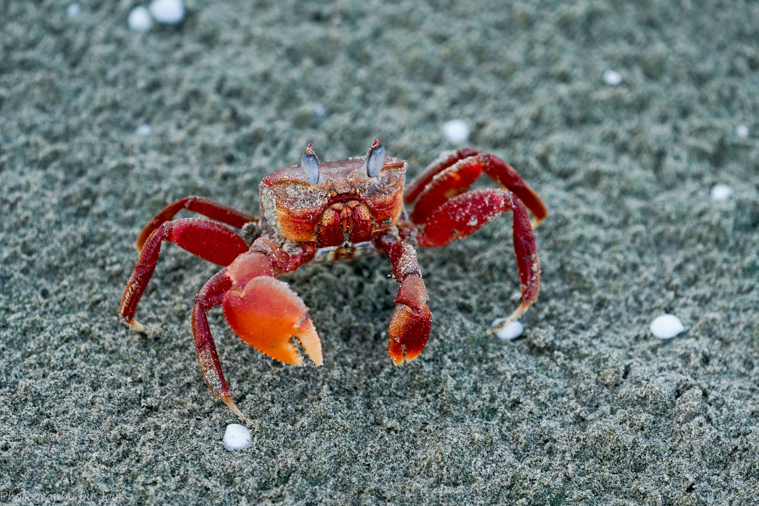 Close-up of a Red Crab on Bangladeshi Shore · Free Stock Photo