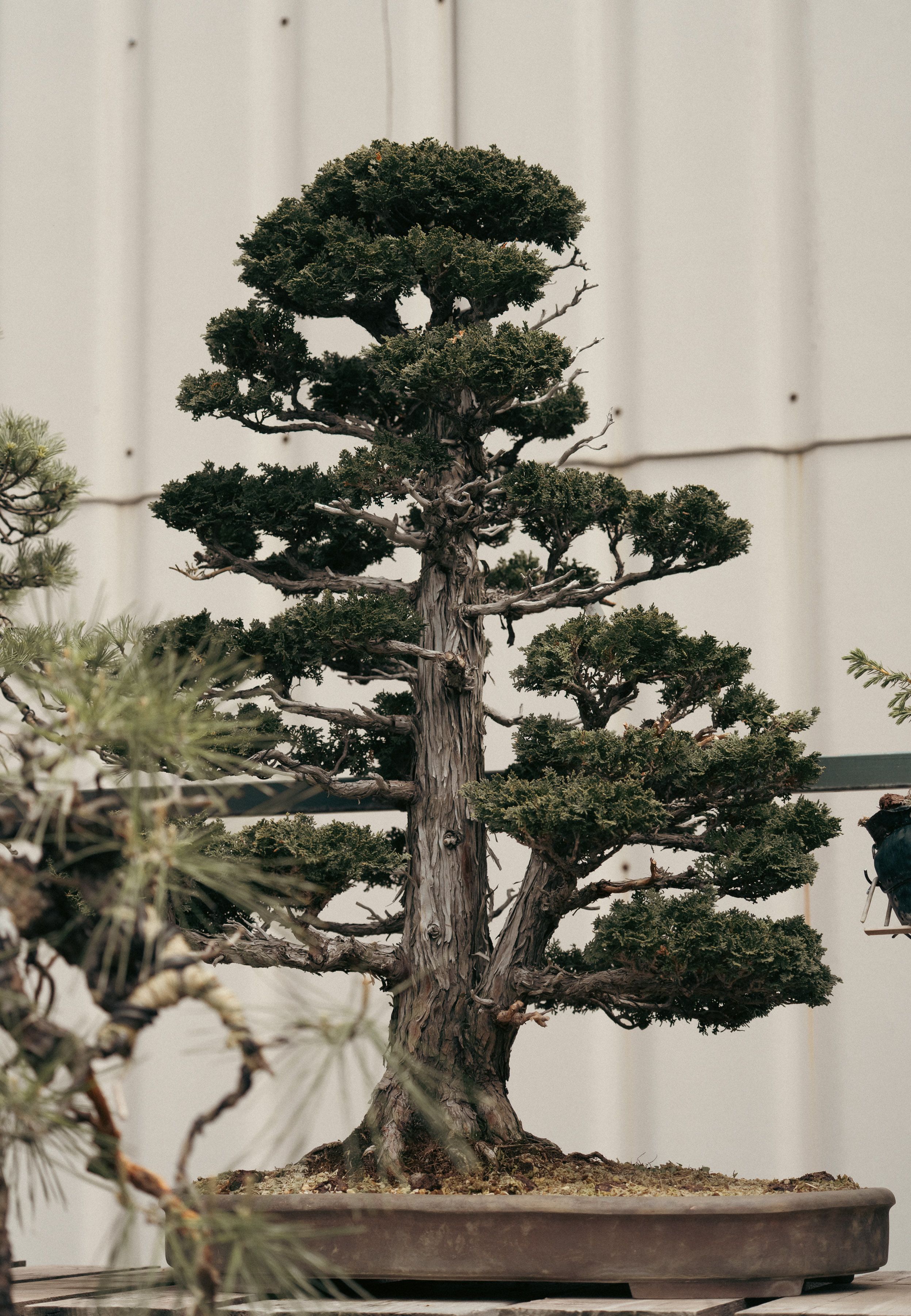 Japan Blossem Tree Photos, Download The BEST Free Japan Blossem Tree ...
