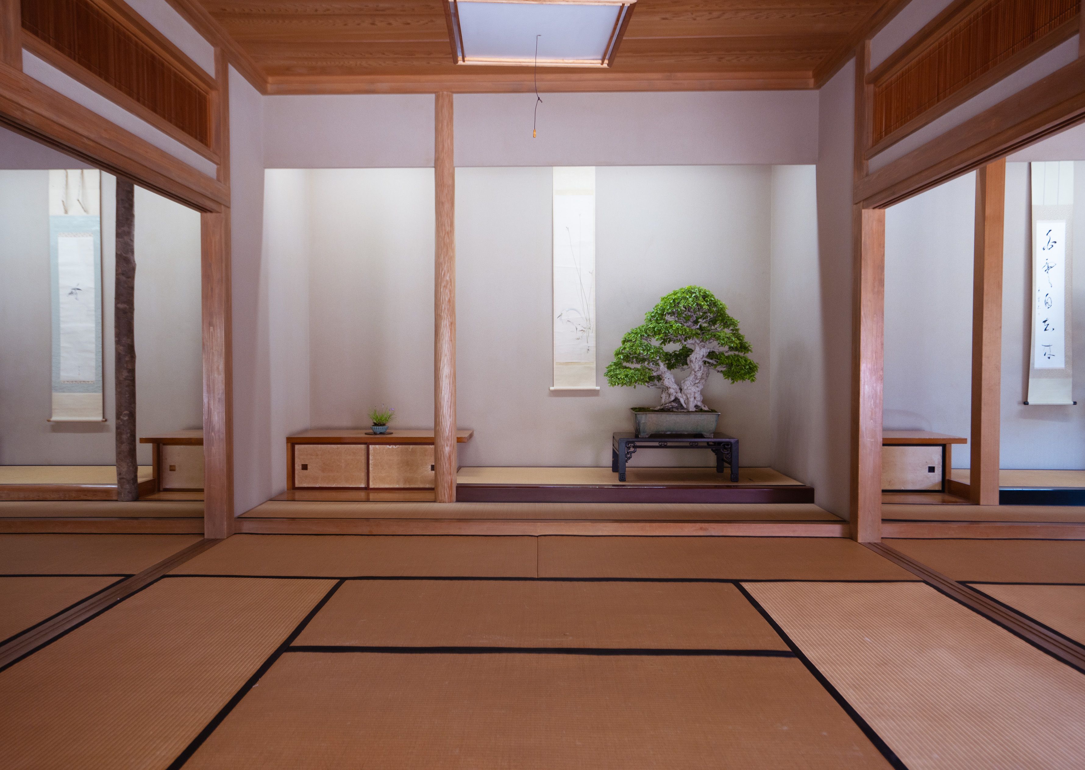 Elegant Bonsai Display in Traditional Japanese Room · Free Stock Photo