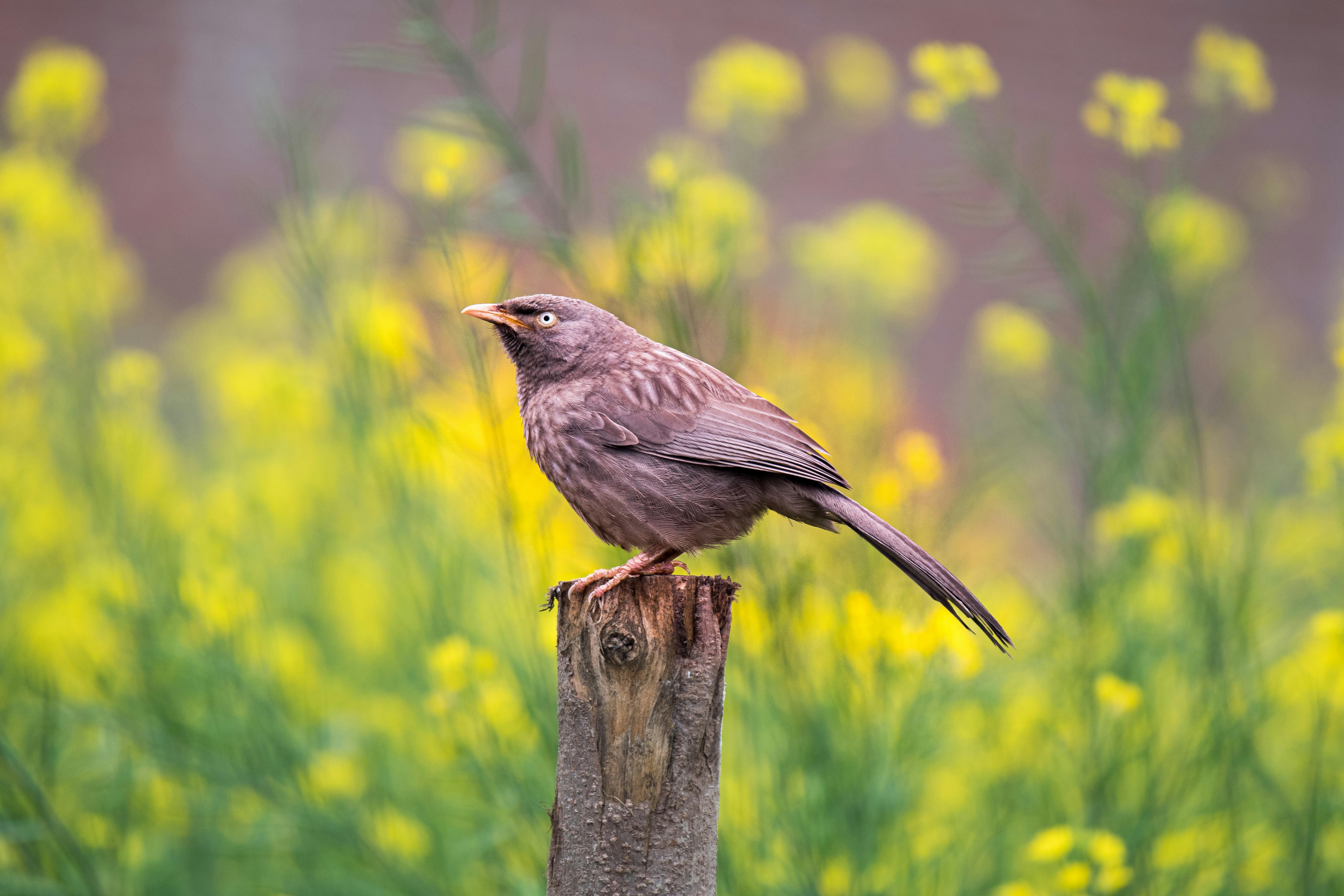 Indian+Postal+Bank Photos, Download The BEST Free Indian+Postal+Bank ...