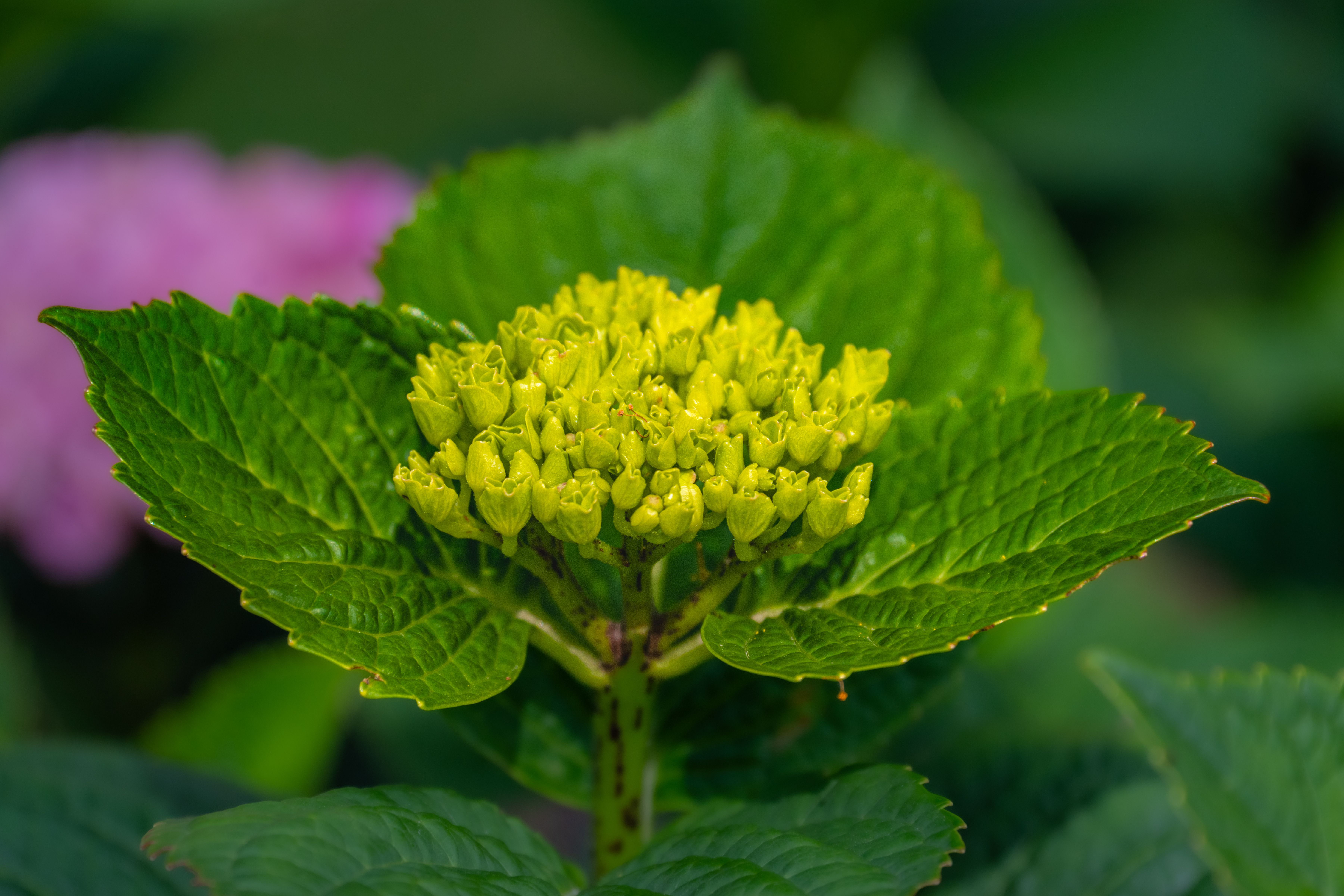 Close-Up of Vibrant Green Hydrangea Bloom · Free Stock Photo
