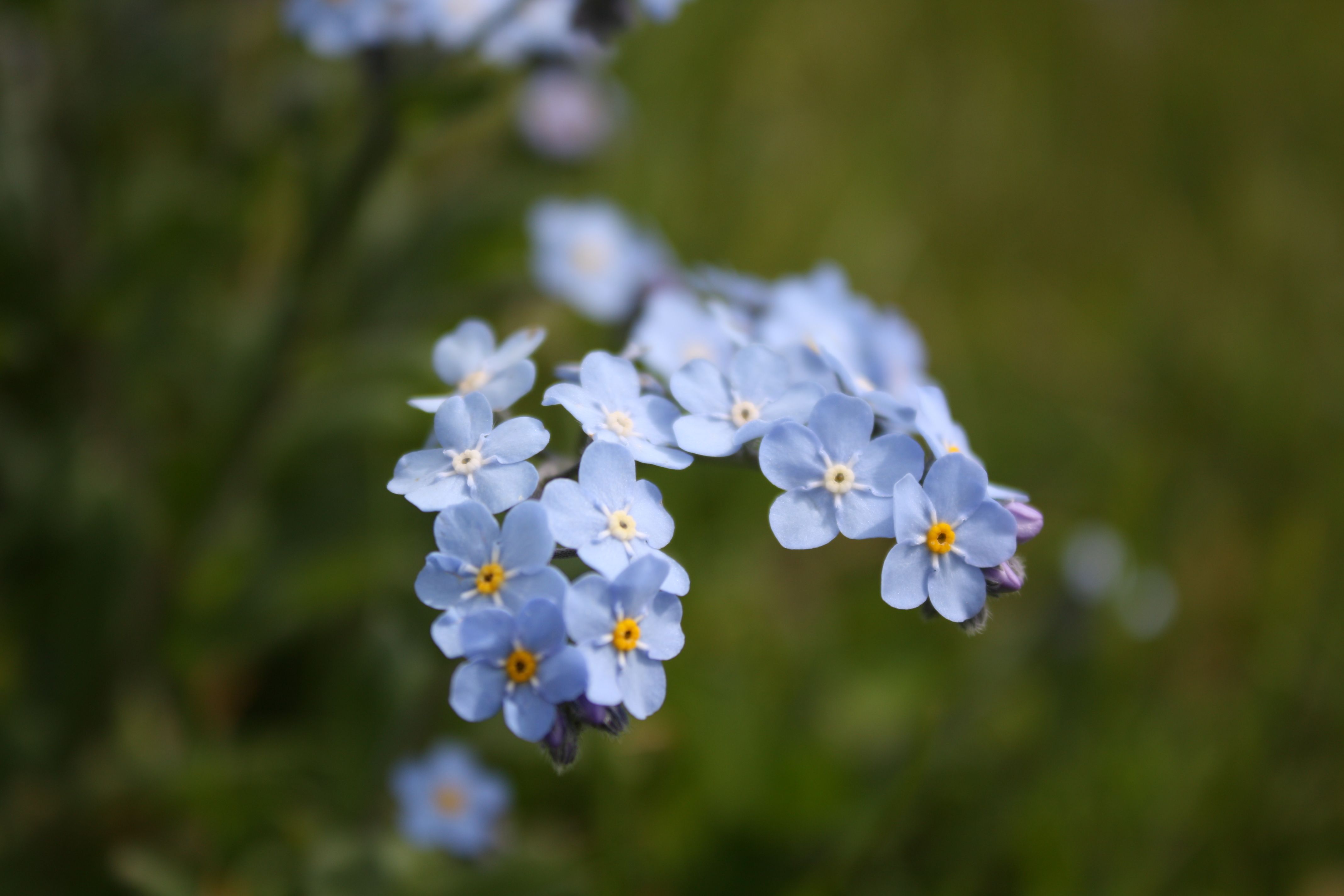Close-up of Blue Forget-Me-Not Flowers in Bloom · Free Stock Photo