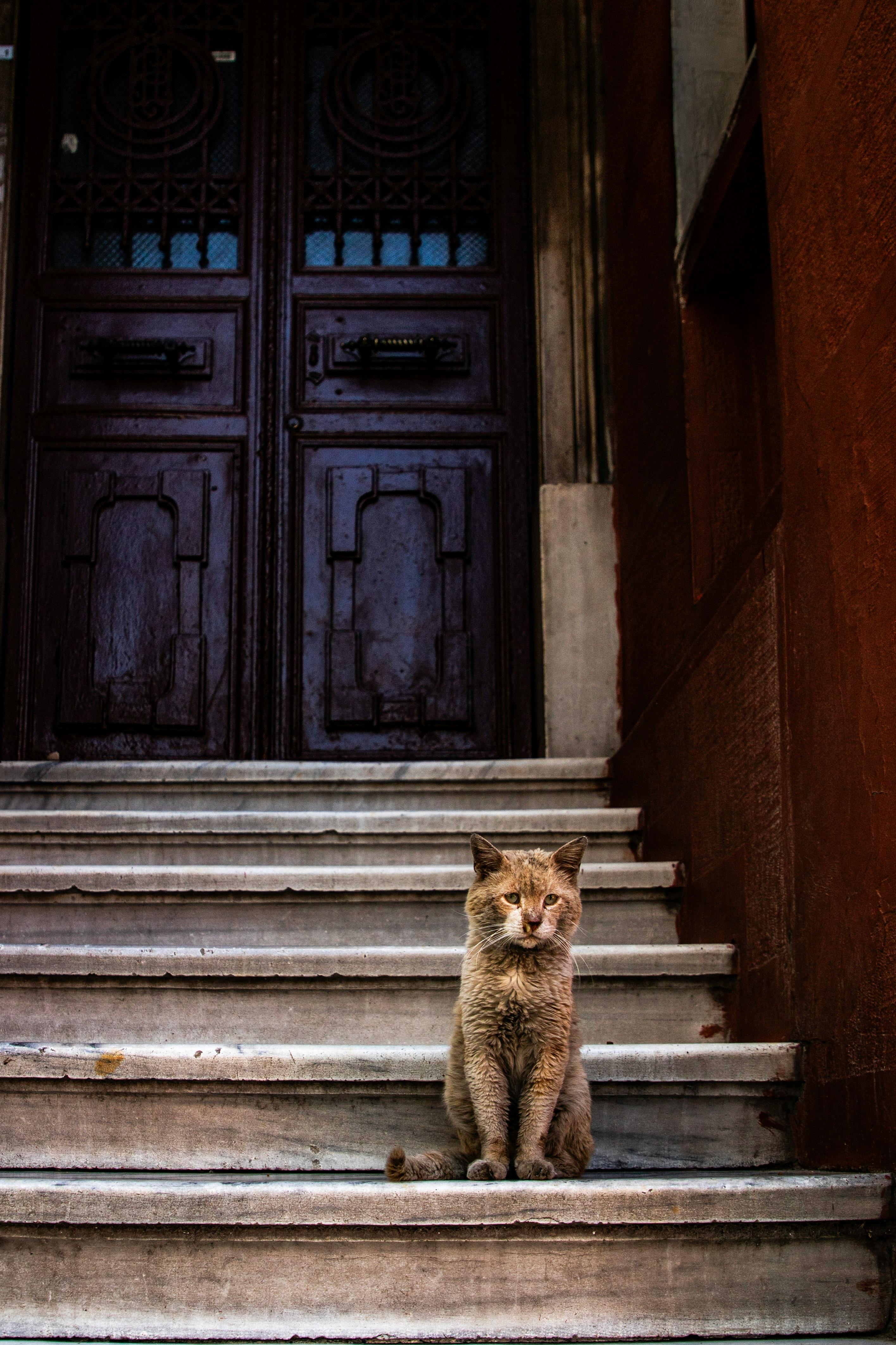Cat At Door Photos, Download The BEST Free Cat At Door Stock Photos ...