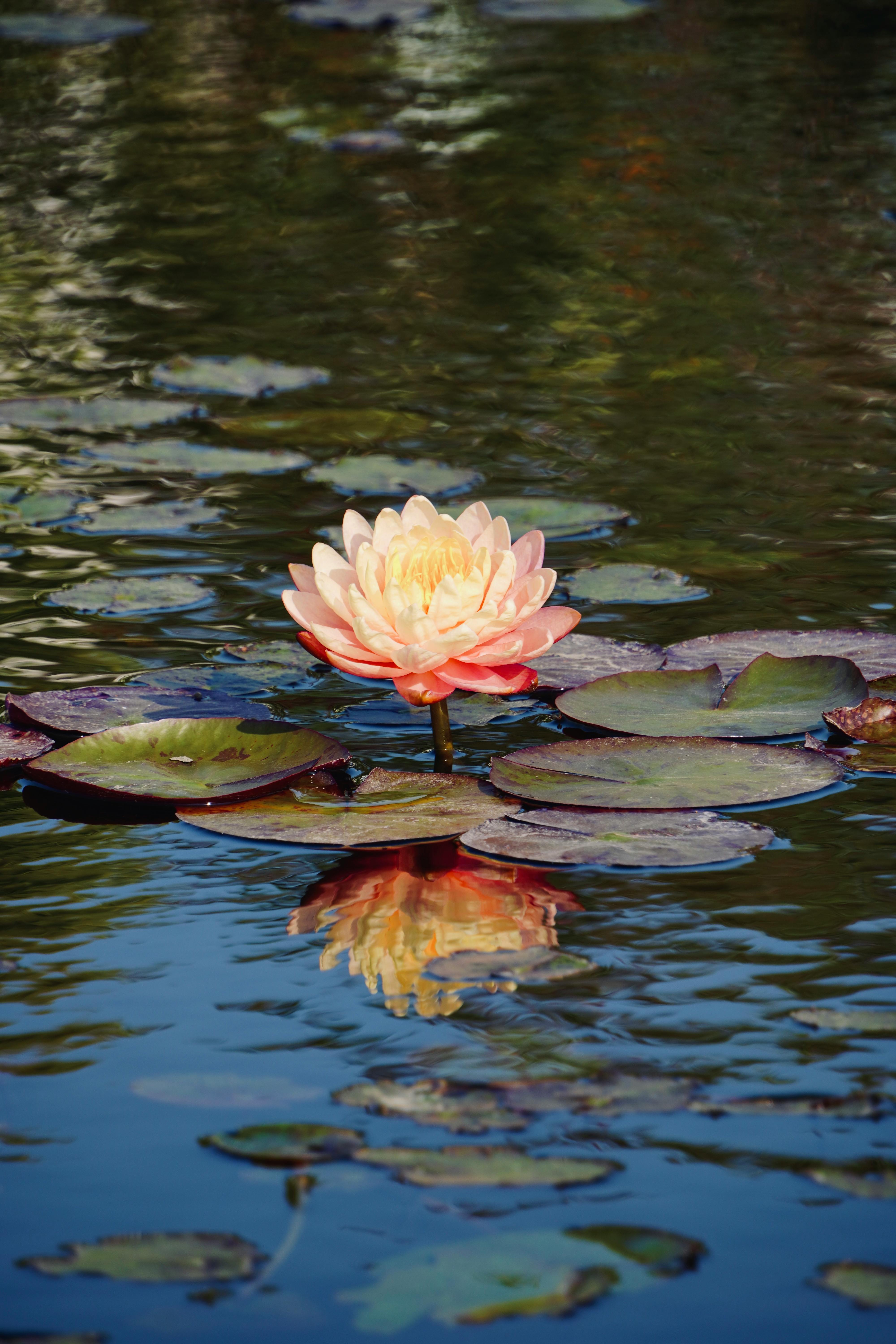 Calming Photos, Download The BEST Free Calming Stock Photos & HD Images