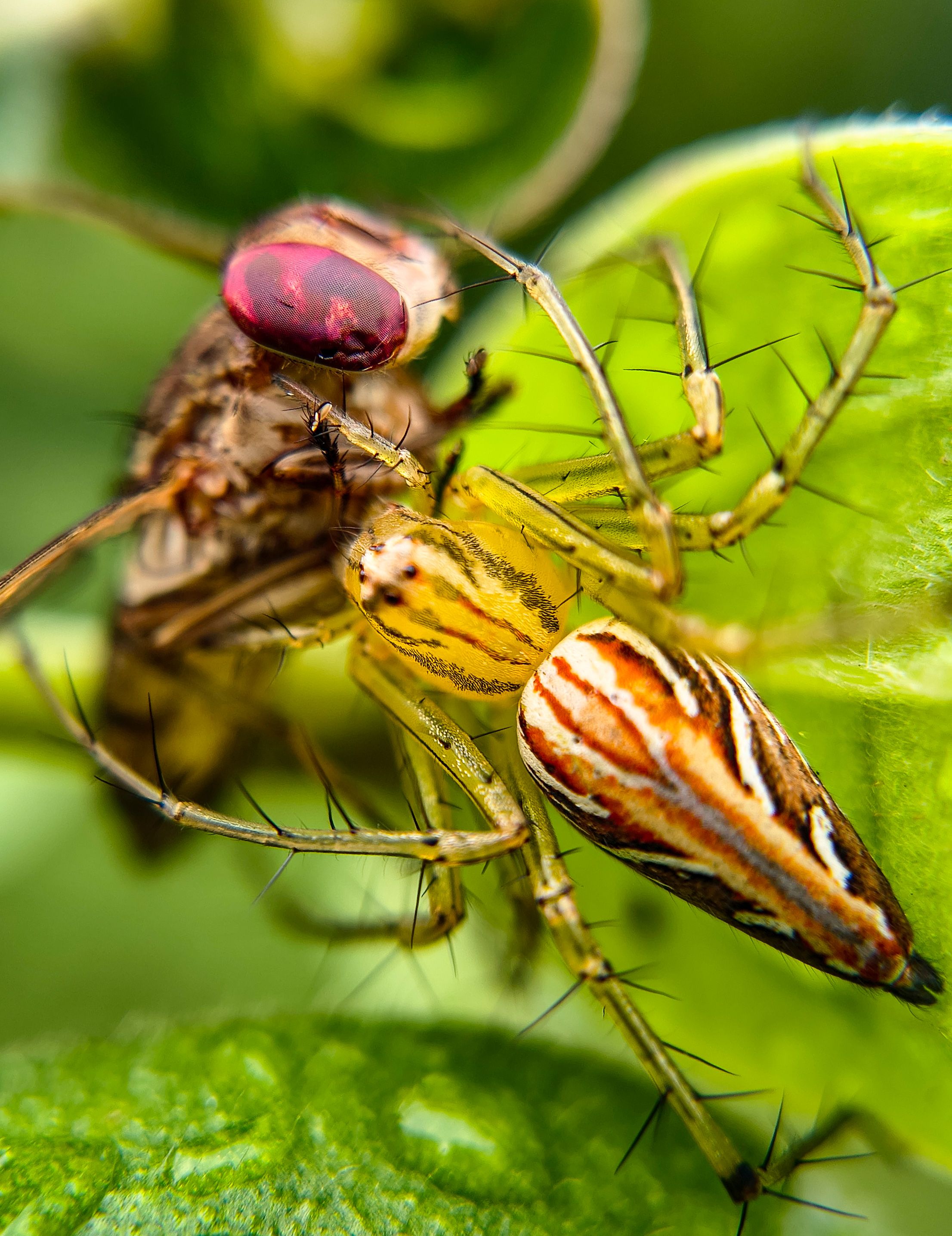 Close-up of Spider with Prey on Leaf · Free Stock Photo