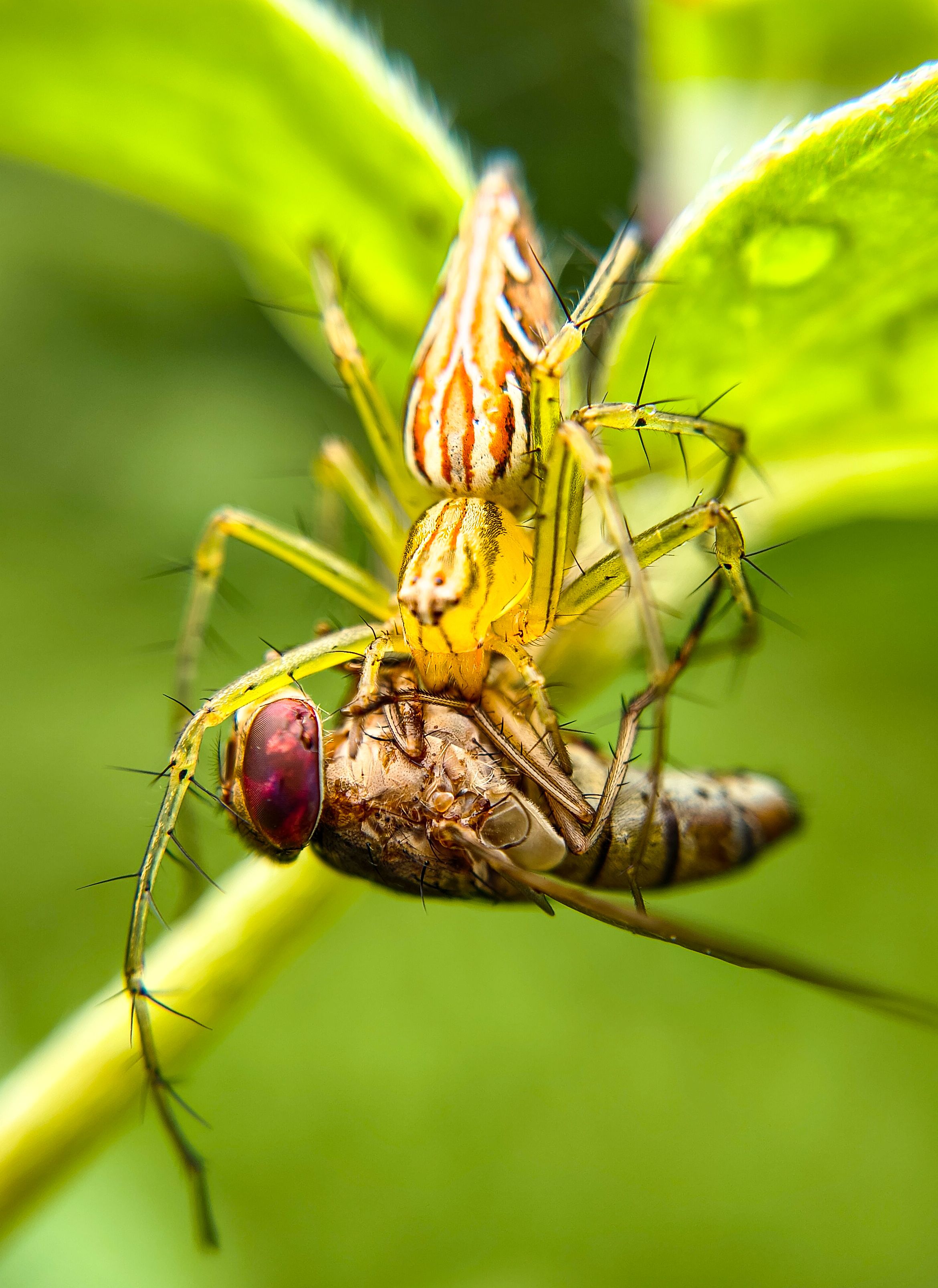 Food Chain Photos, Download The BEST Free Food Chain Stock Photos & HD ...