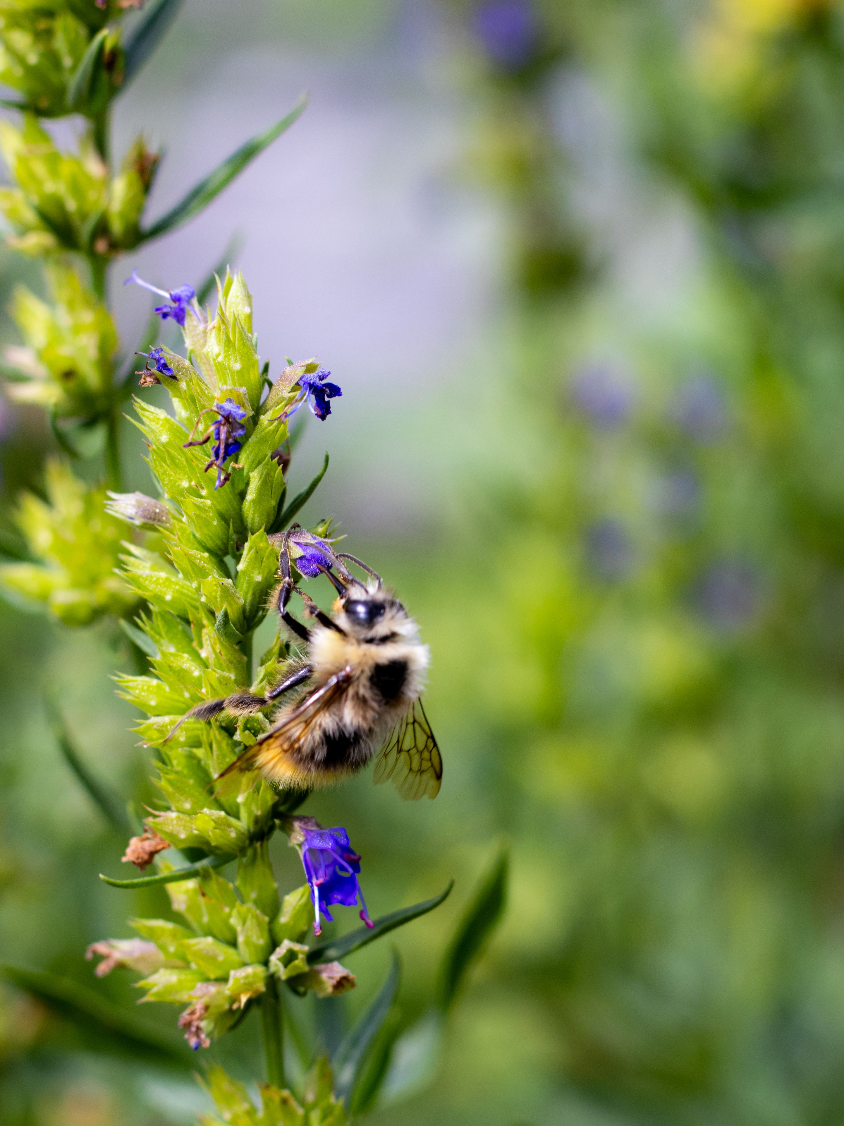 High Resolution Green Flower Images Photos, Download The BEST Free High ...
