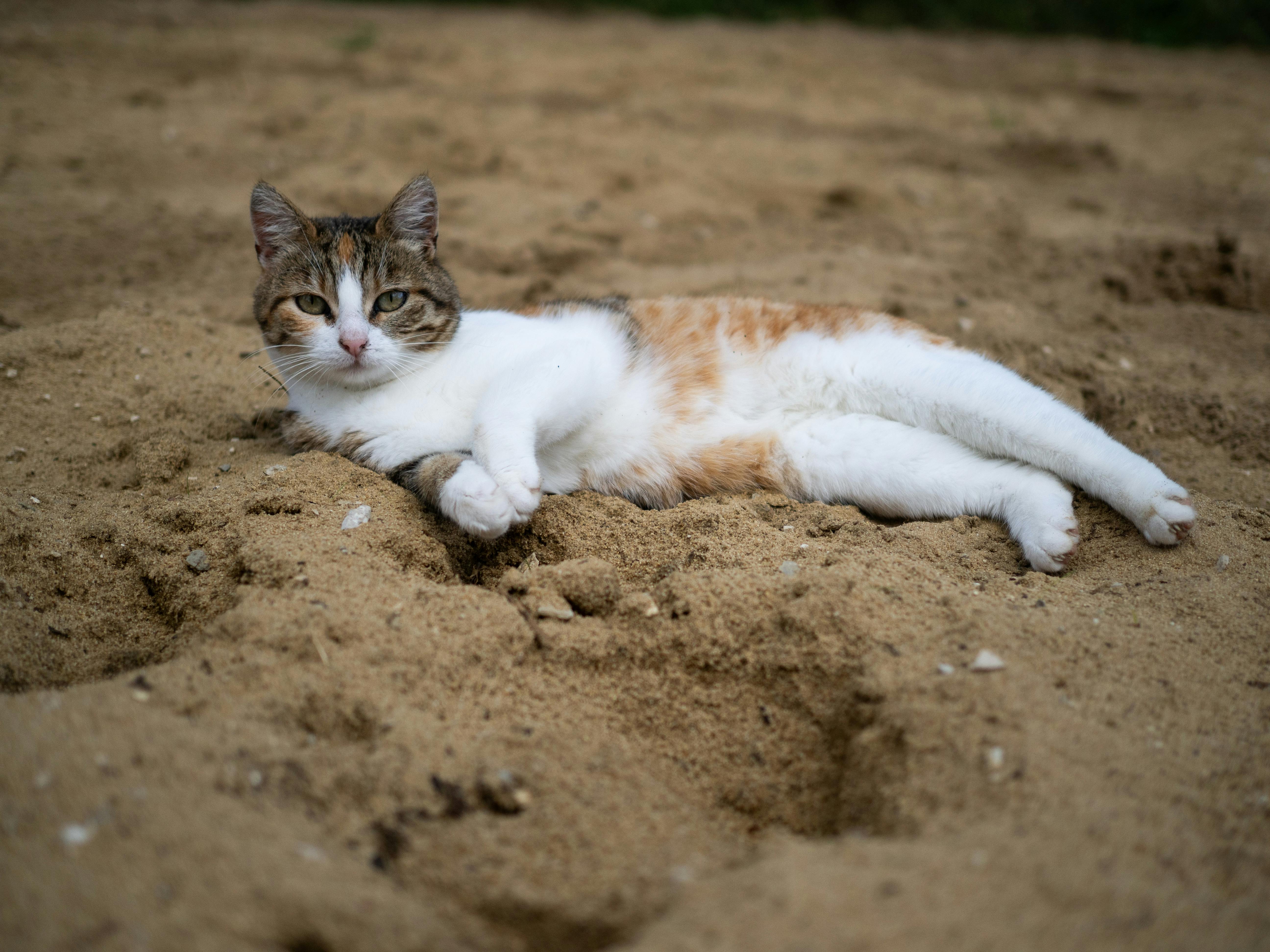 Relaxed Calico Cat Lying on Sandy Beach · Free Stock Photo
