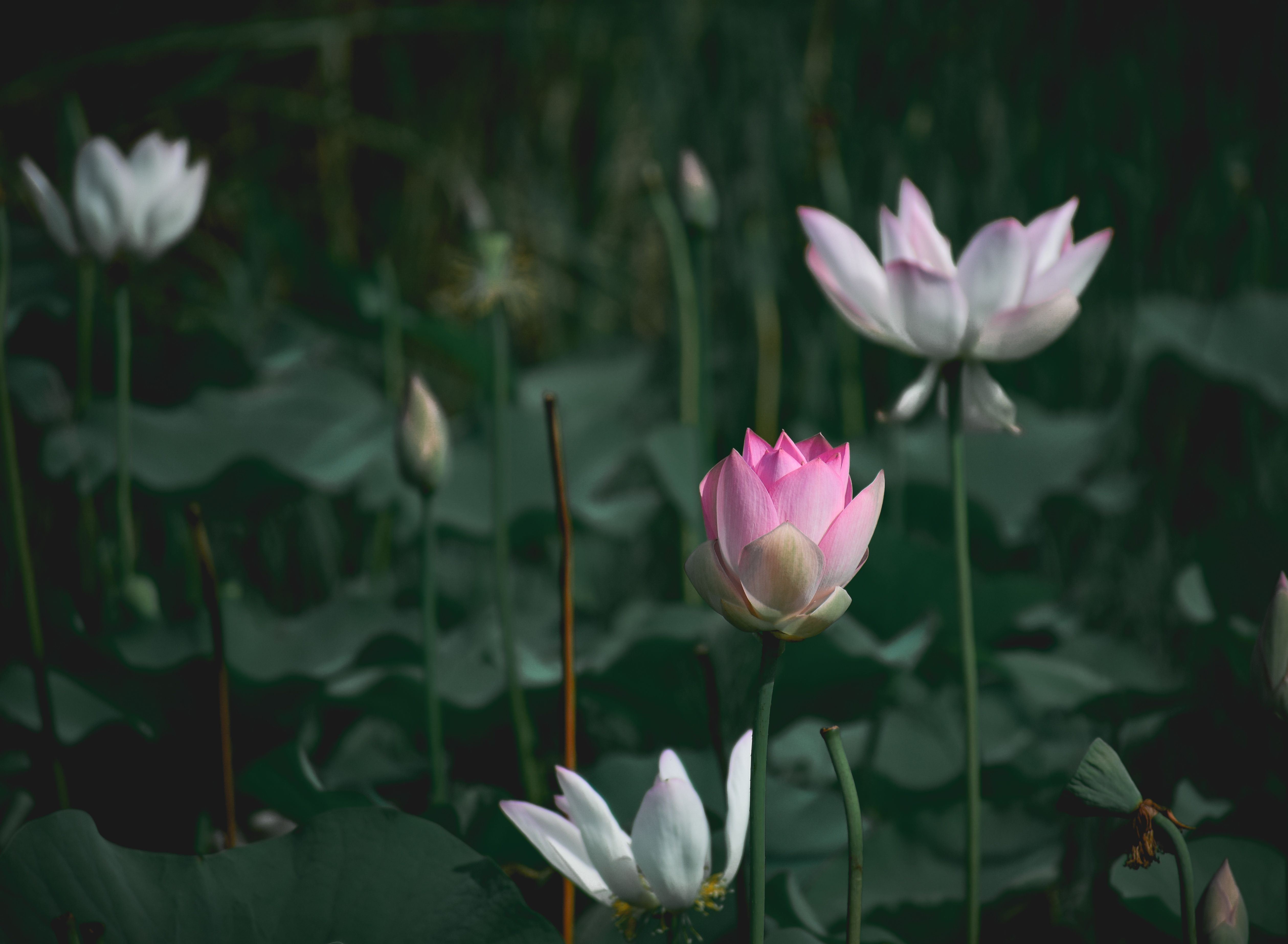 Close-up Photography of Lotus · Free Stock Photo