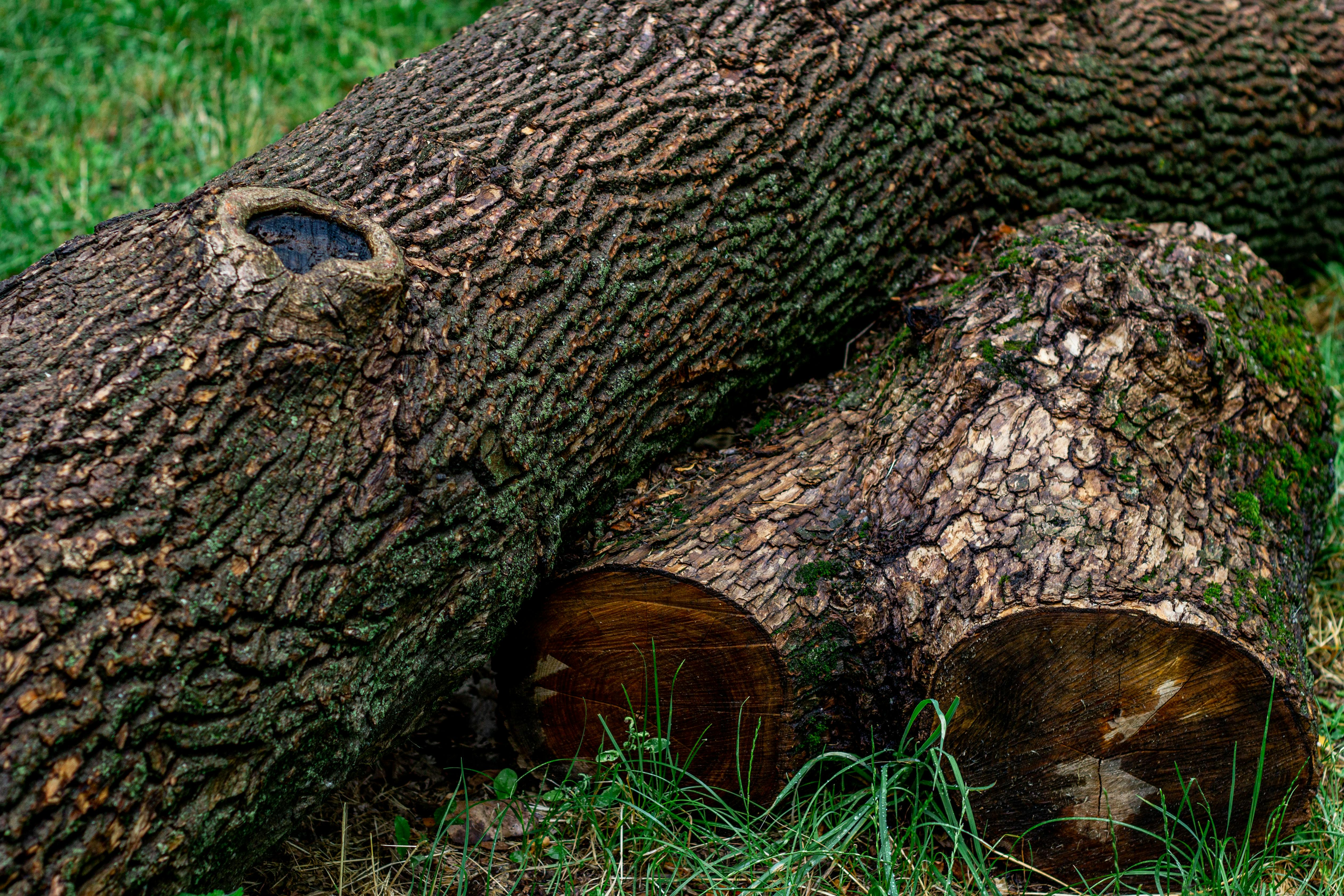 Brown Boatle Photos, Download The BEST Free Brown Boatle Stock Photos ...