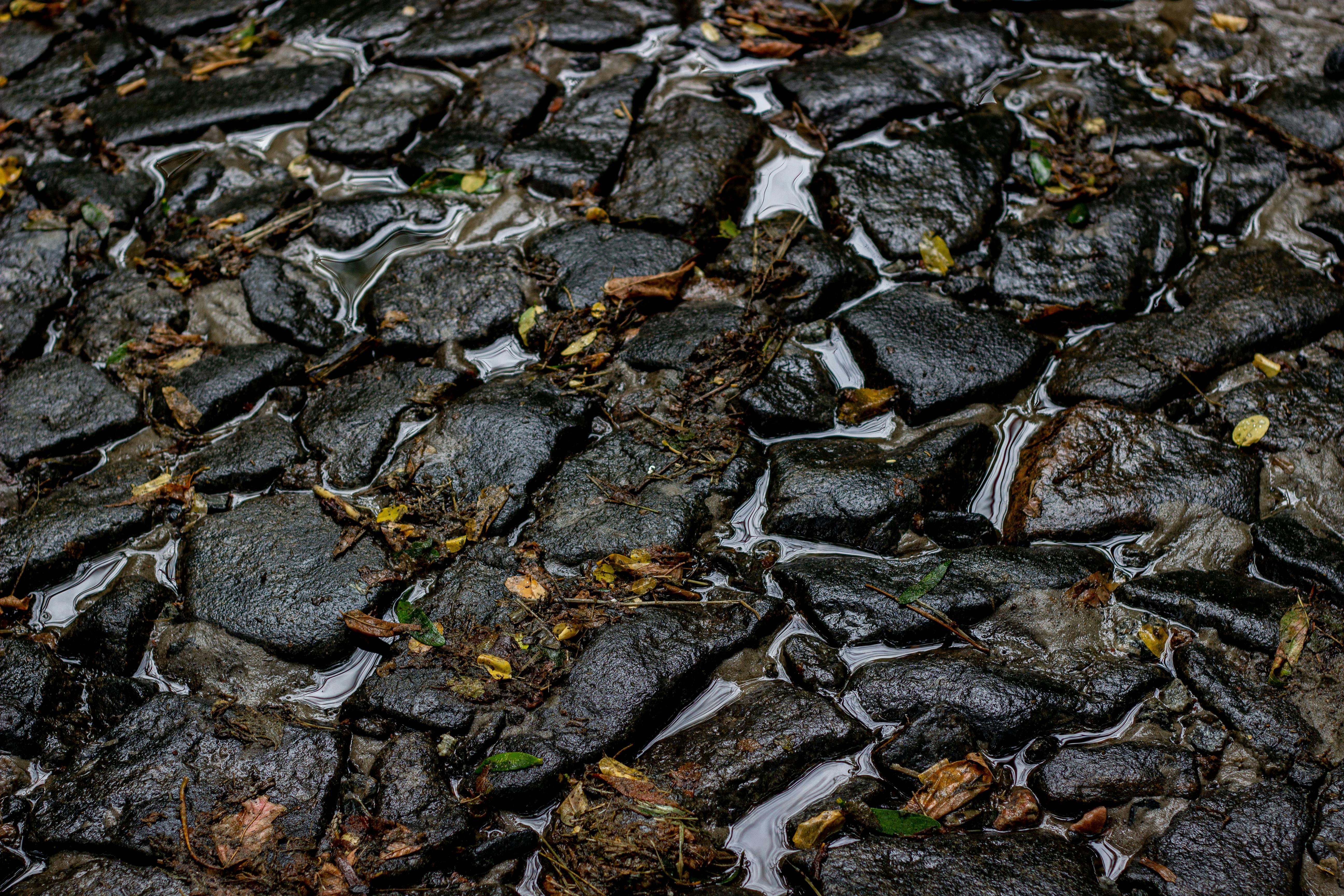 Wet Cobblestone Path After Rain · Free Stock Photo