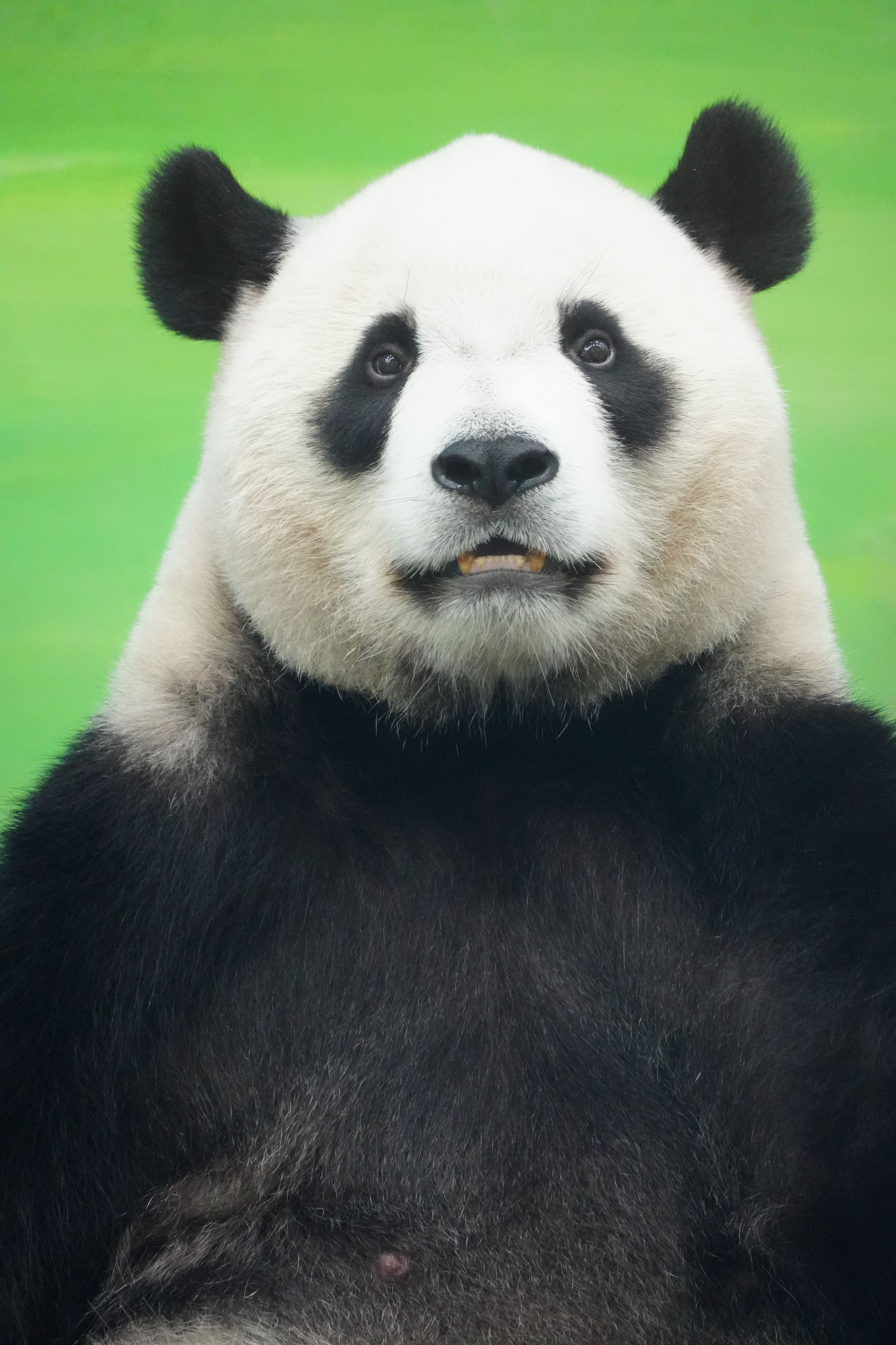 Retrato De Primer Plano De Un Oso Panda Gigante · Foto de stock gratuita