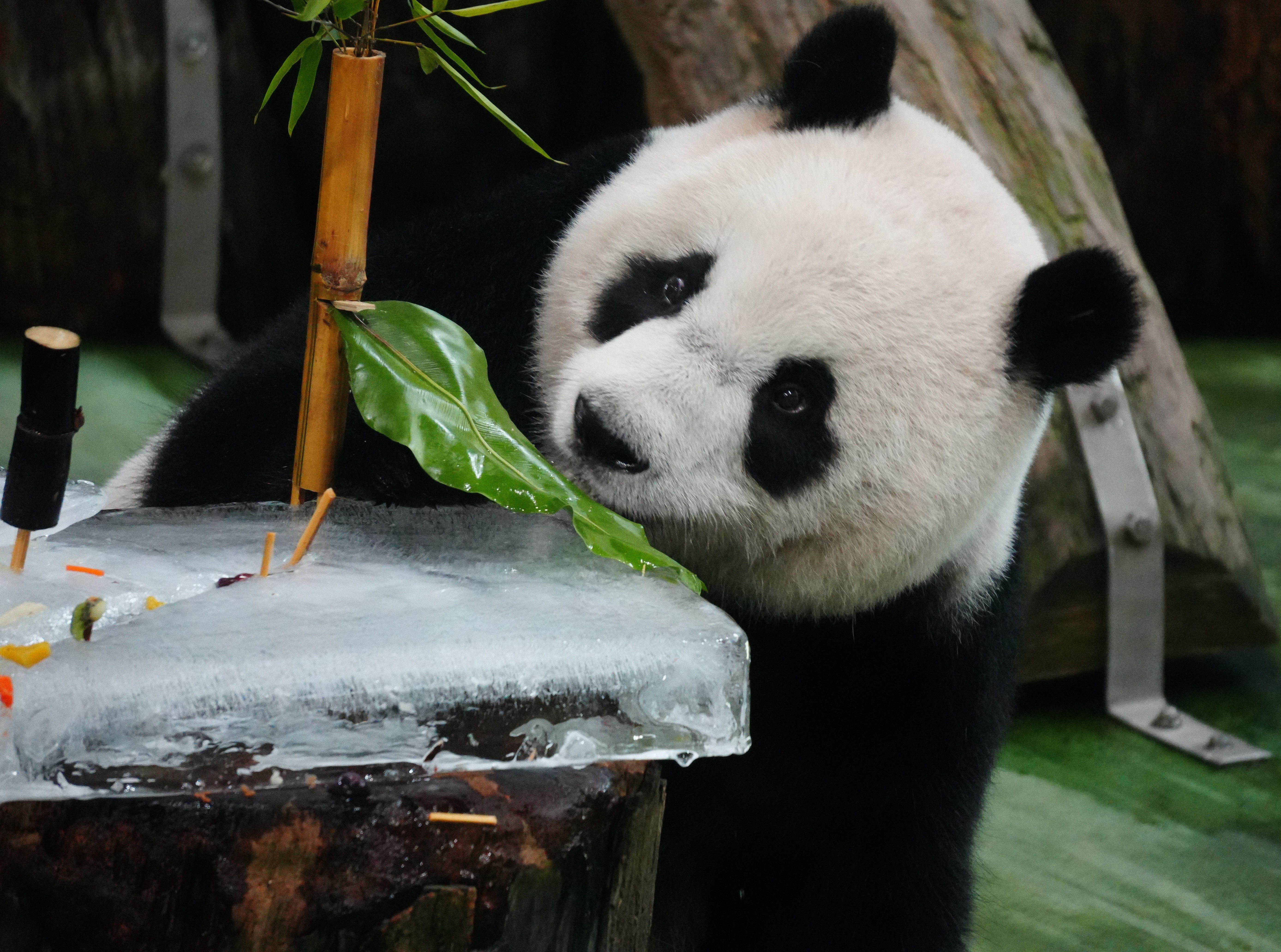 Black Panda In Ice Photos, Download The BEST Free Black Panda In Ice ...