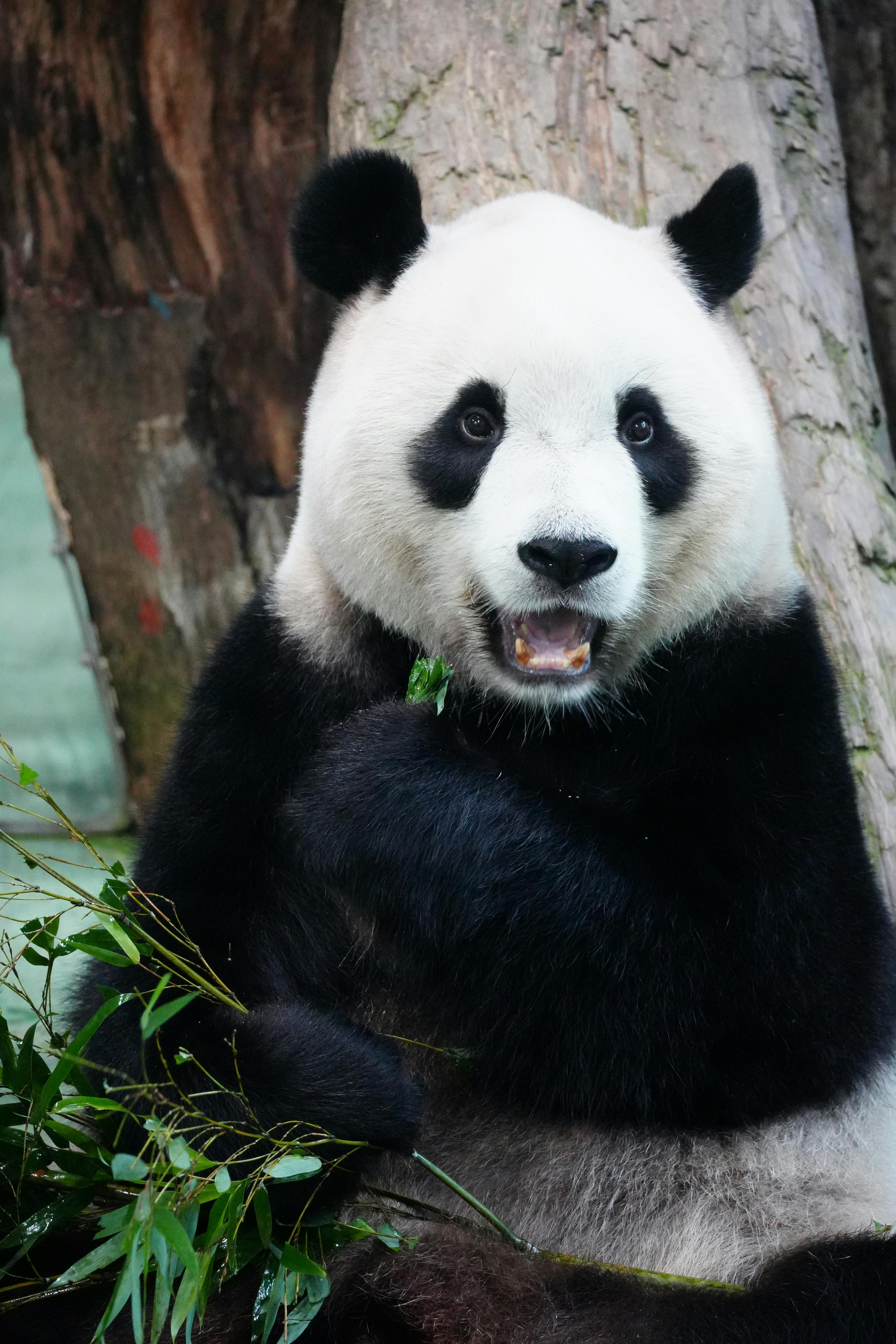 Giant Panda Eating Bamboo in Natural Habitat · Free Stock Photo