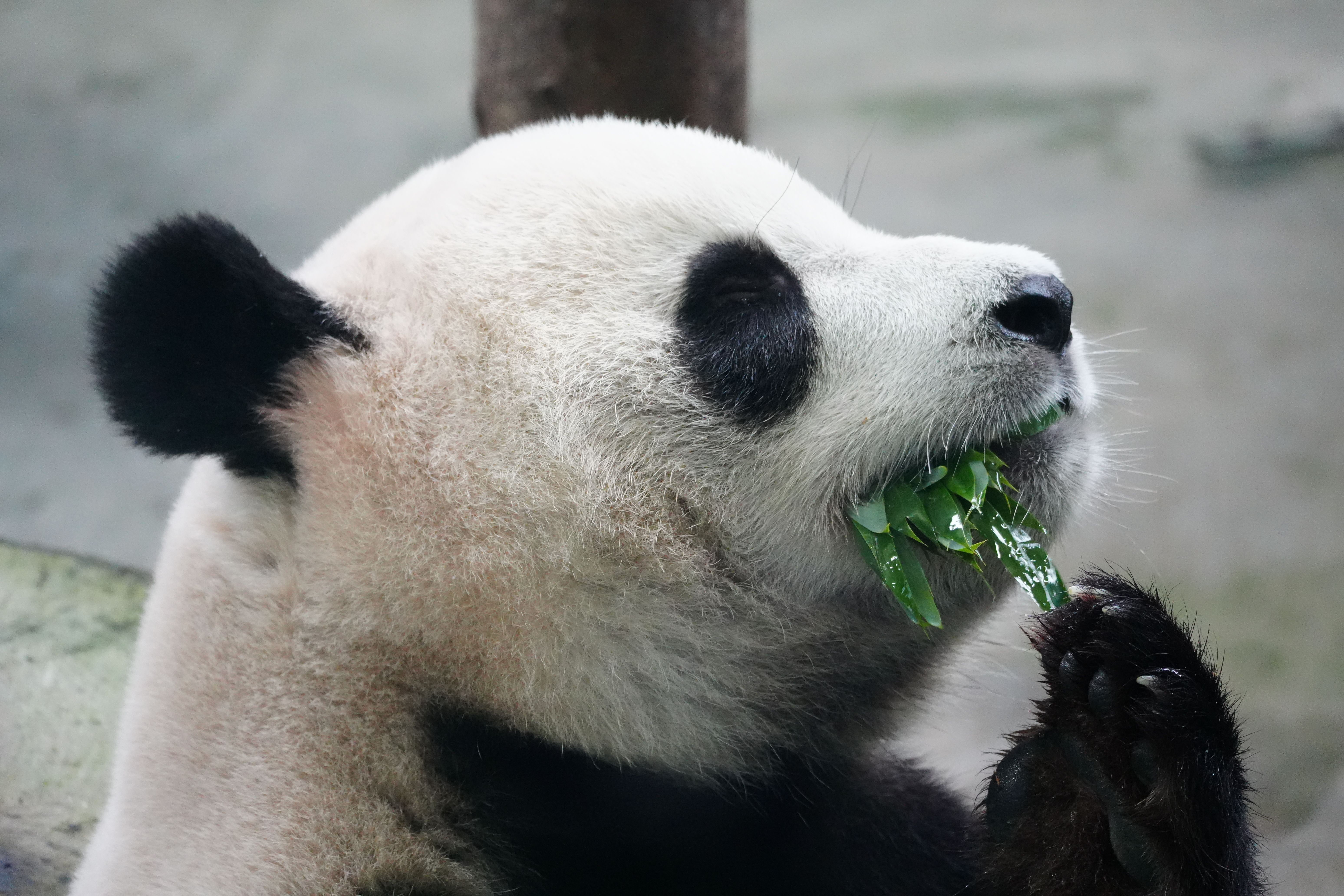 Close-up of Giant Panda Eating Bamboo Leaves · Free Stock Photo