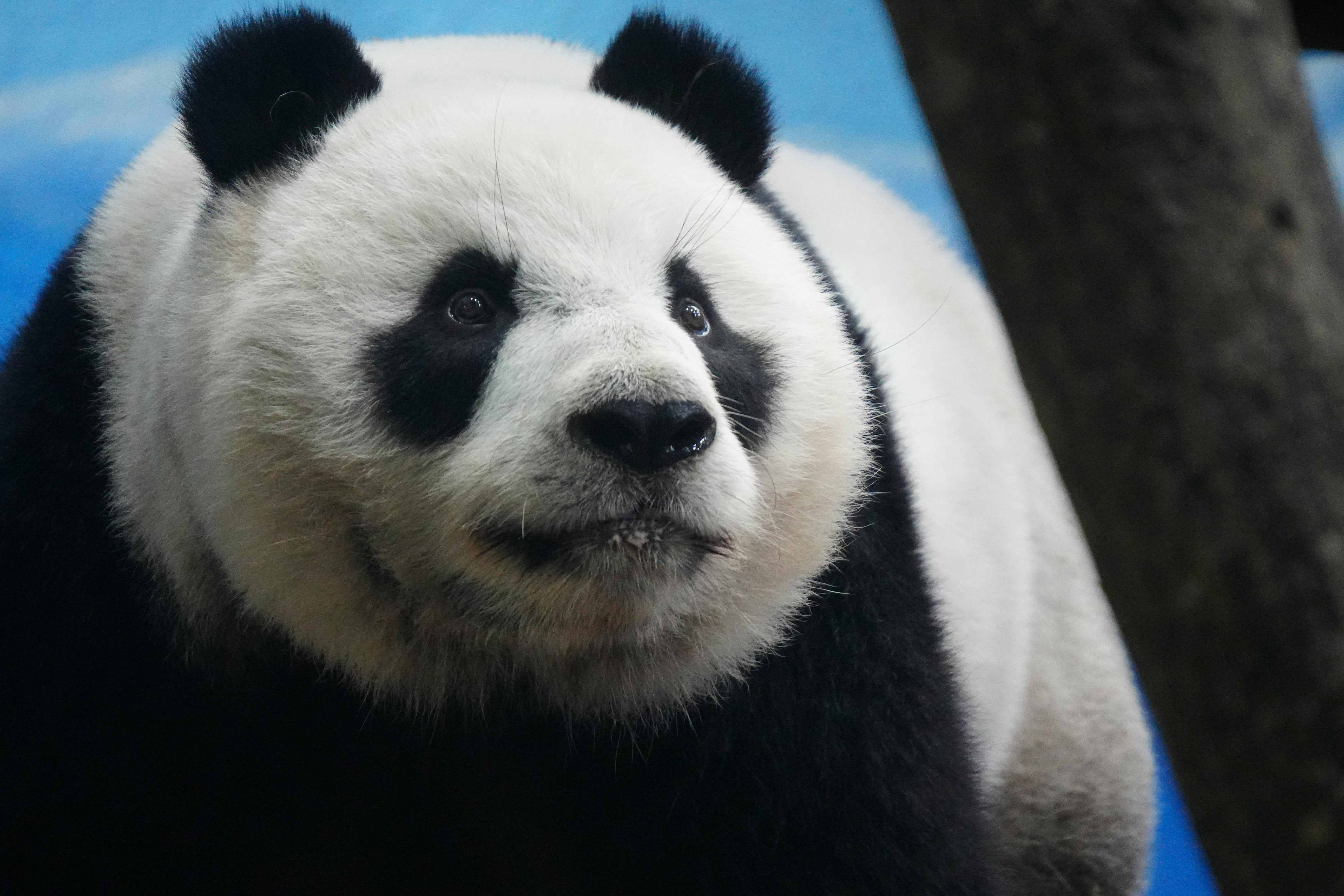 Close-up Portrait of a Giant Panda Outdoors · Free Stock Photo