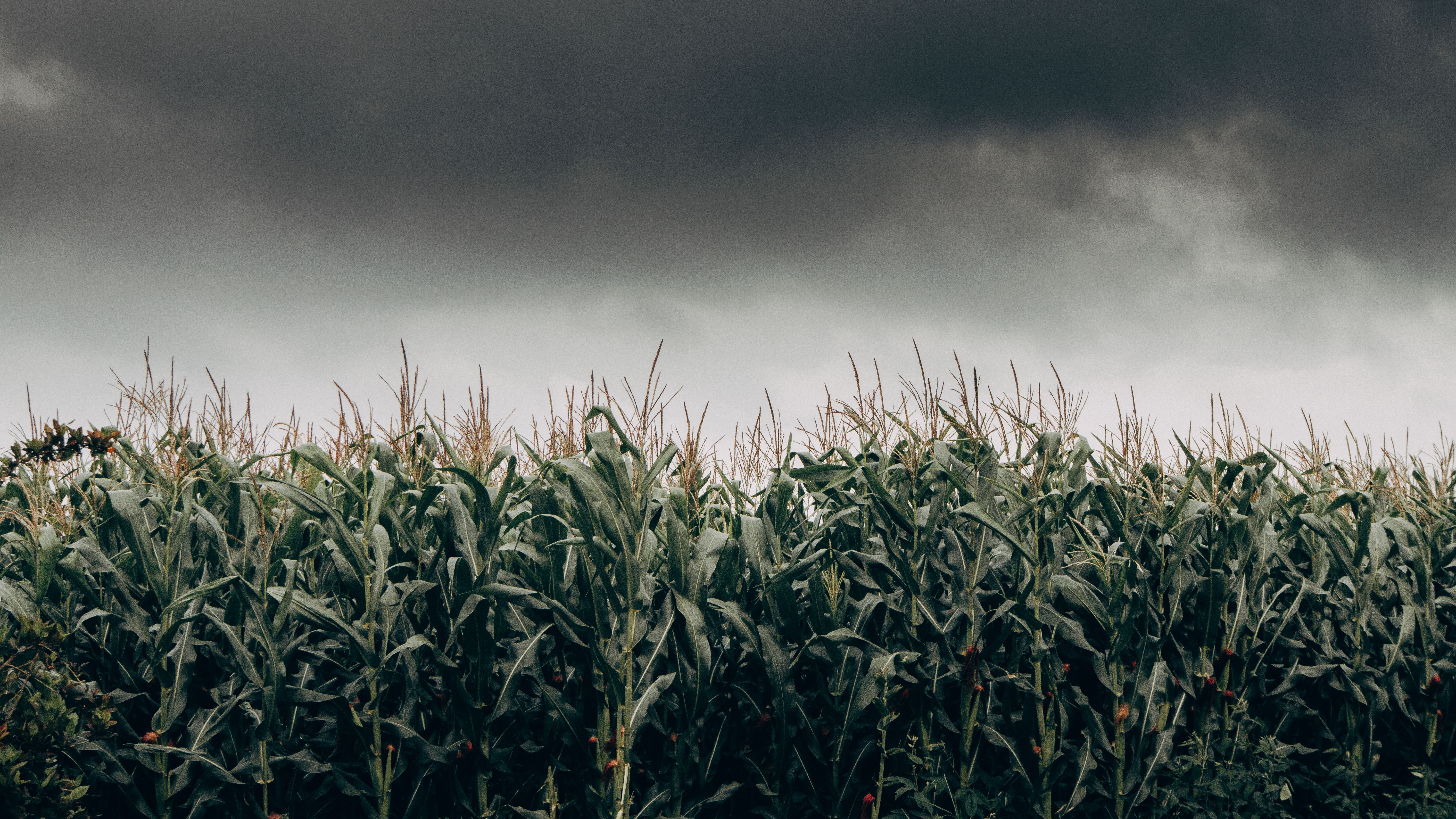 Lush Cornfield Under Dark Storm Clouds in India · Free Stock Photo