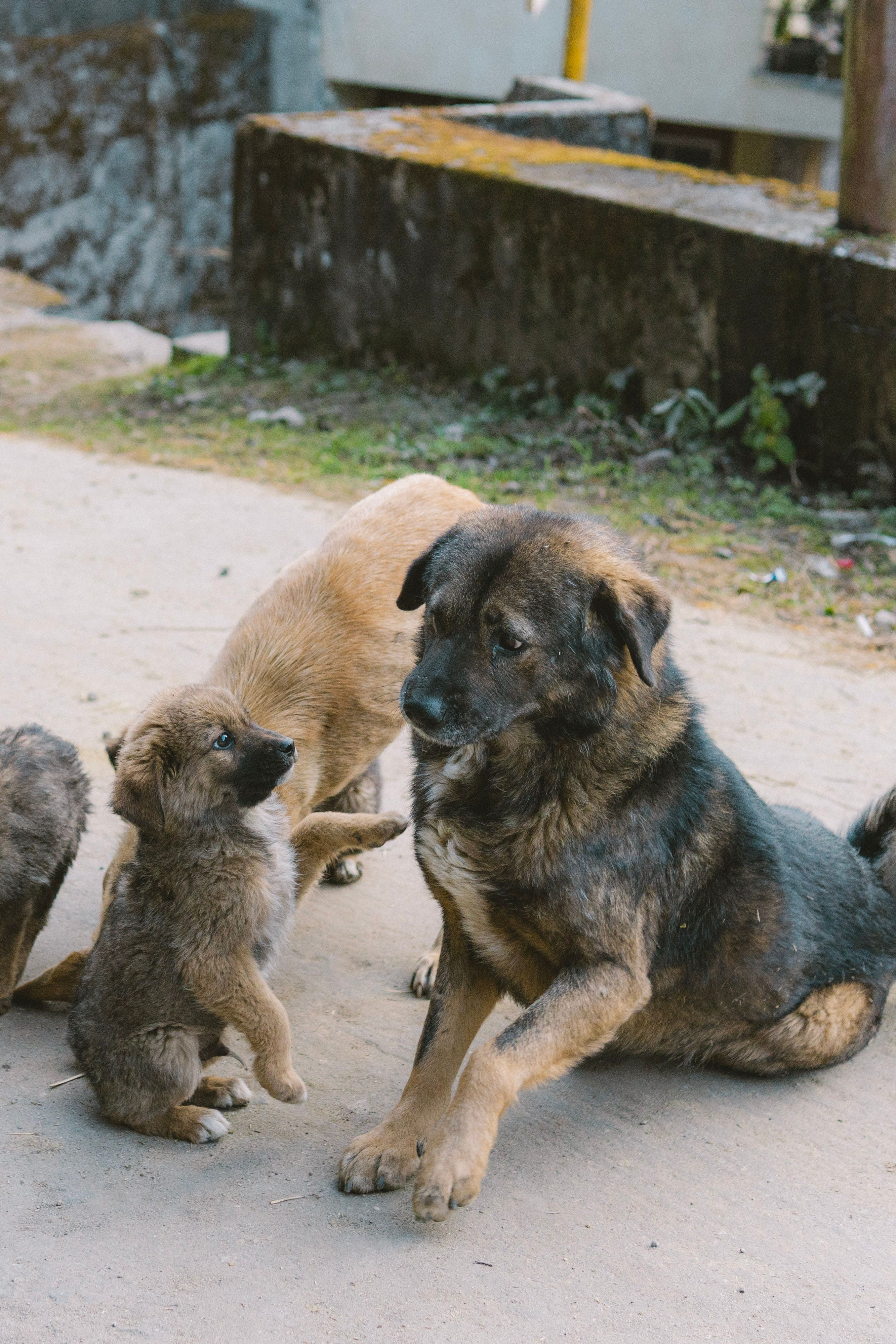 Stray Dogs Photos, Download The BEST Free Stray Dogs Stock Photos & HD ...