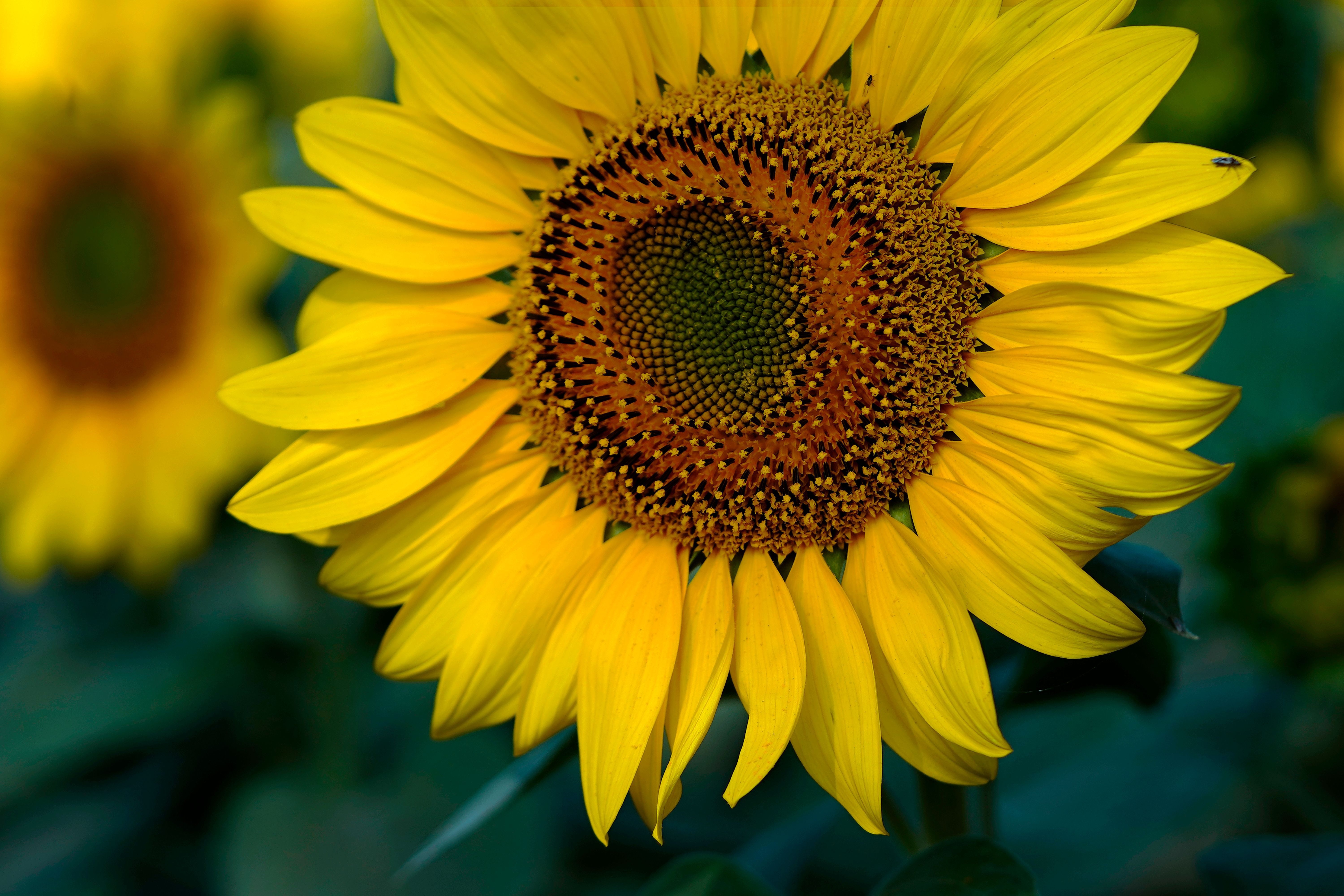 Sunflower+Seeds+Clip+Art Photos, Download The BEST Free Sunflower+Seeds ...