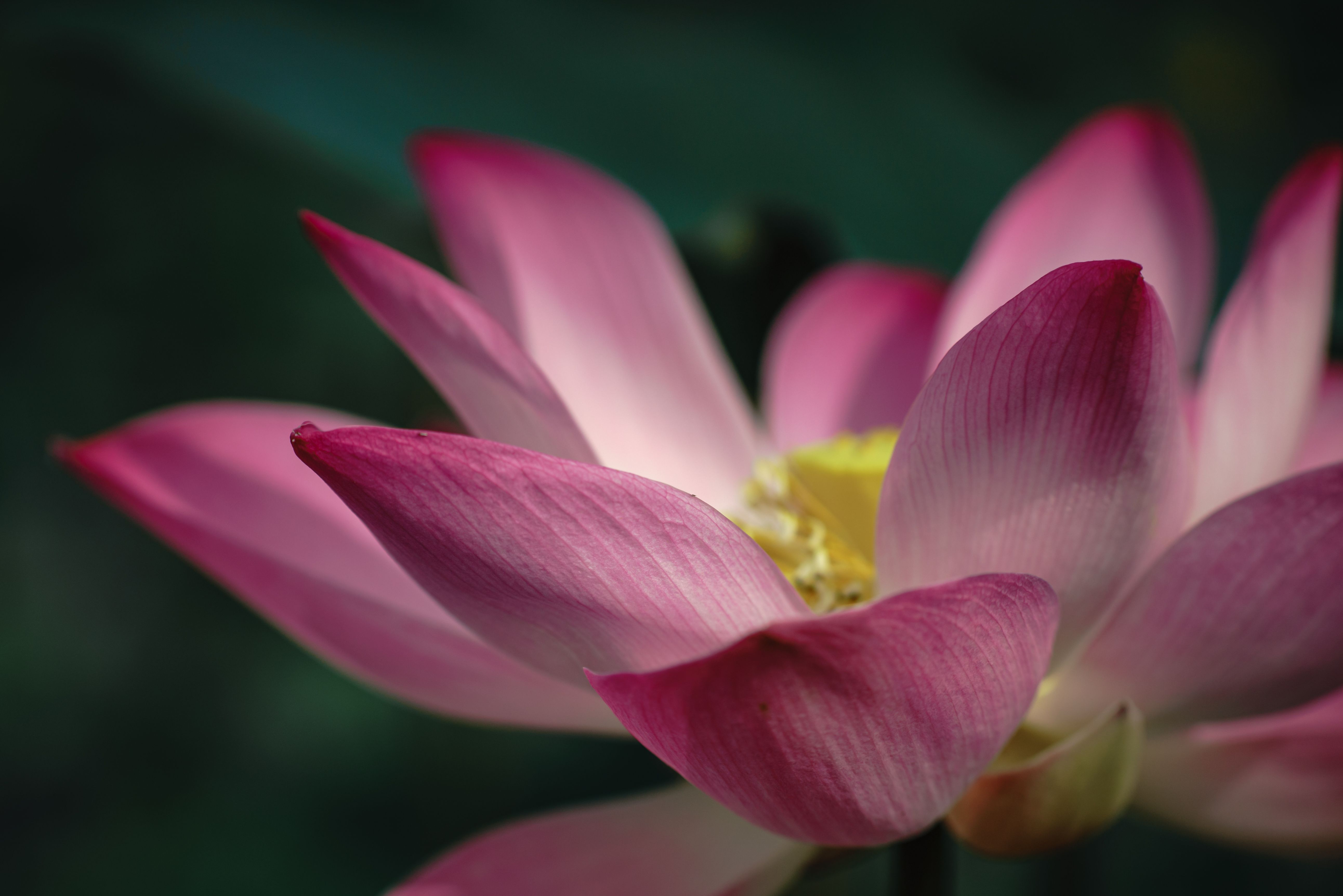 Close-up Shot of Vibrant Pink Lotus Flower · Free Stock Photo