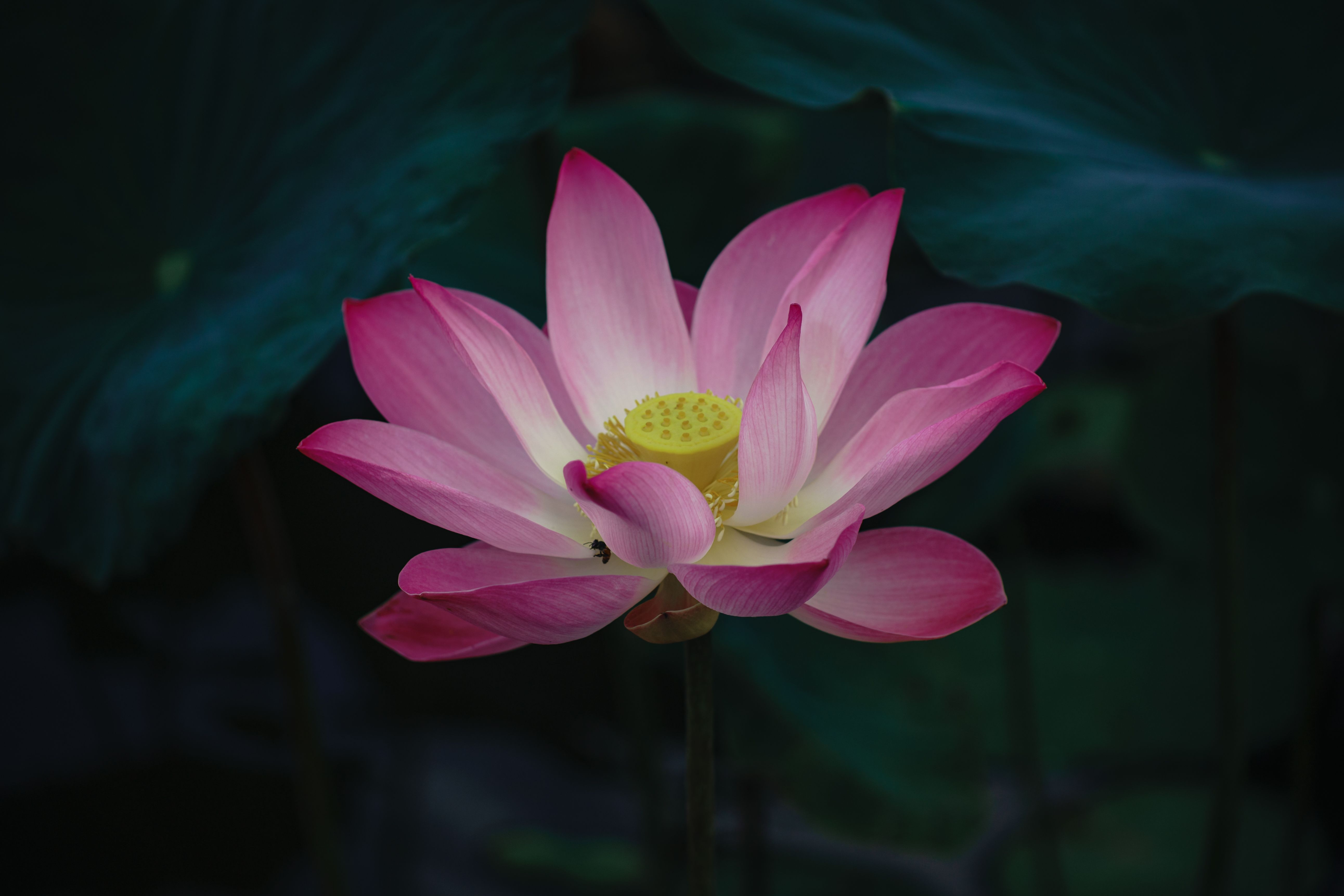 Vibrant Pink Lotus Flower in Vietnam · Free Stock Photo