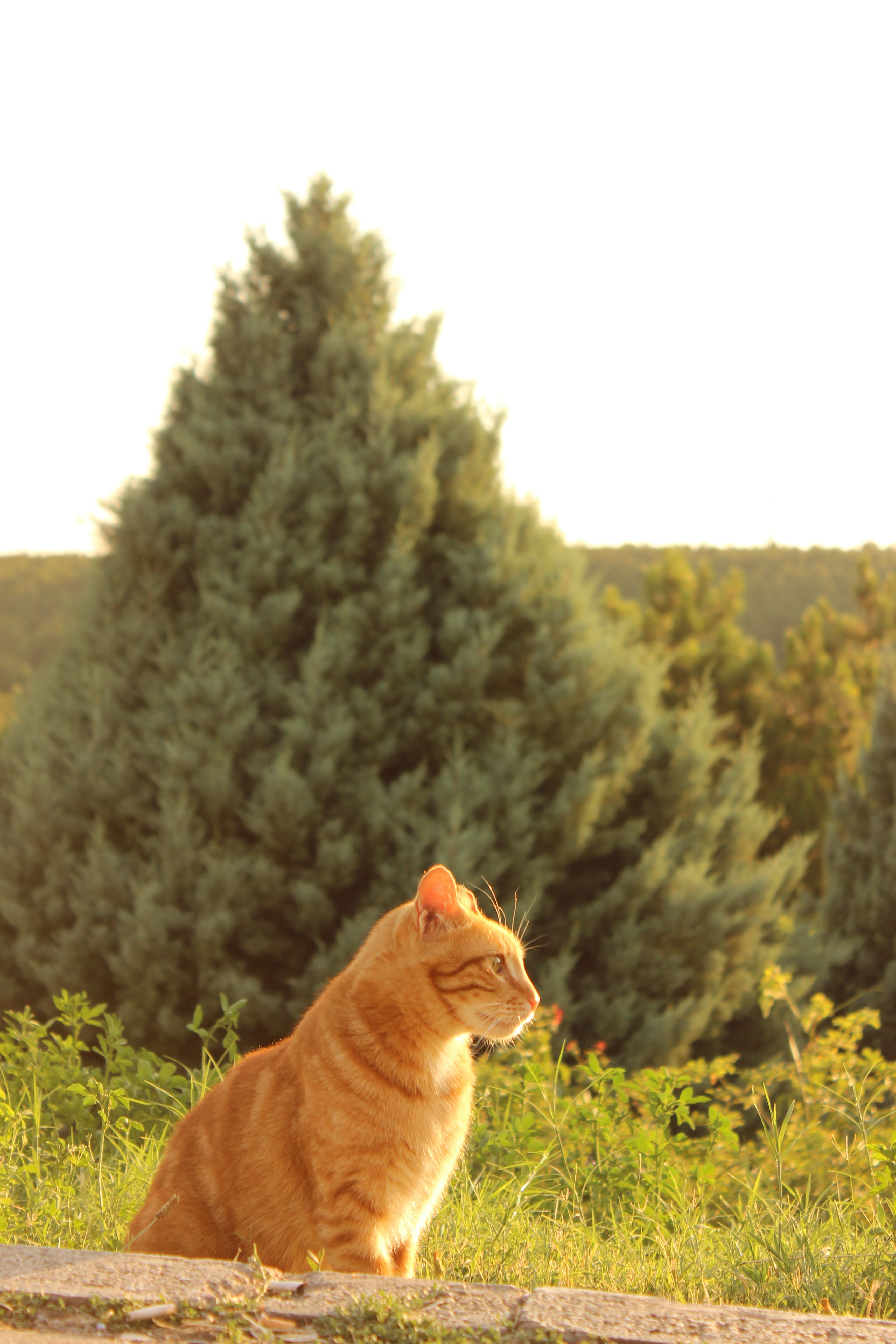 Cat Scenery Photos, Download The BEST Free Cat Scenery Stock Photos ...