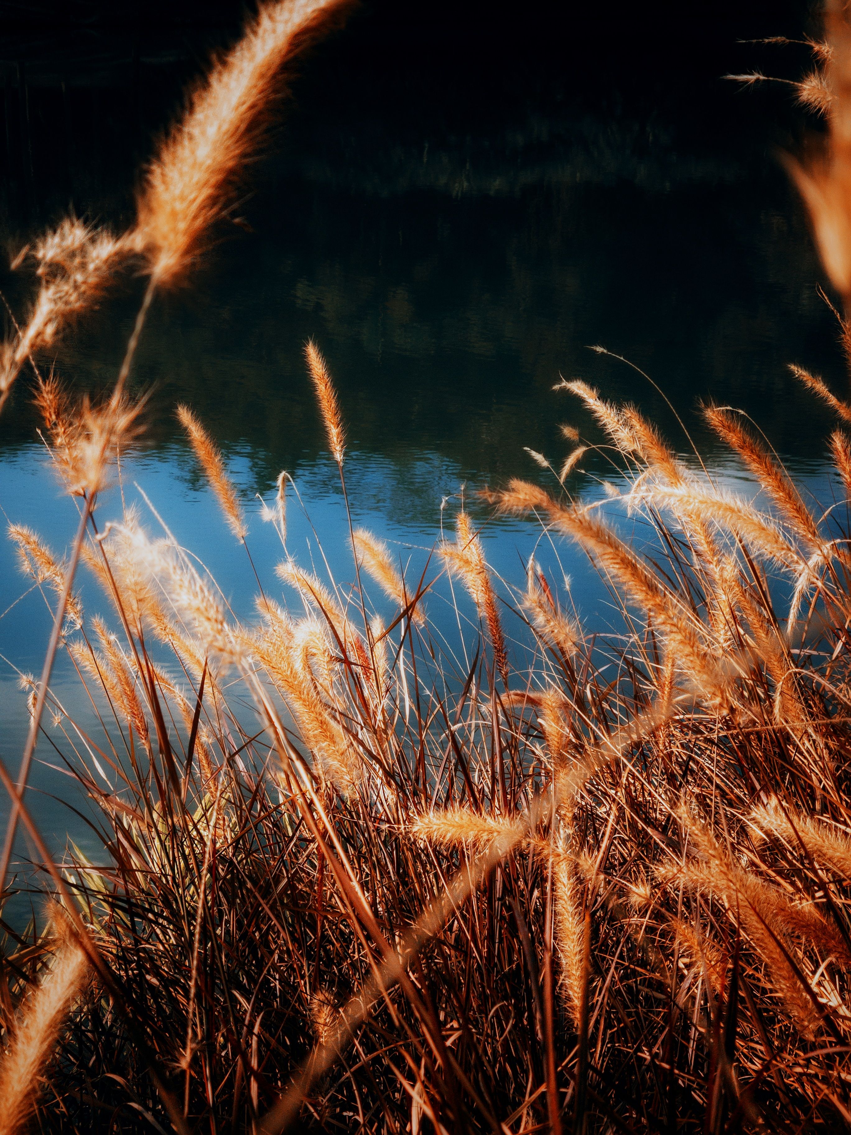 Brazilian Grasslands Photos, Download The BEST Free Brazilian ...