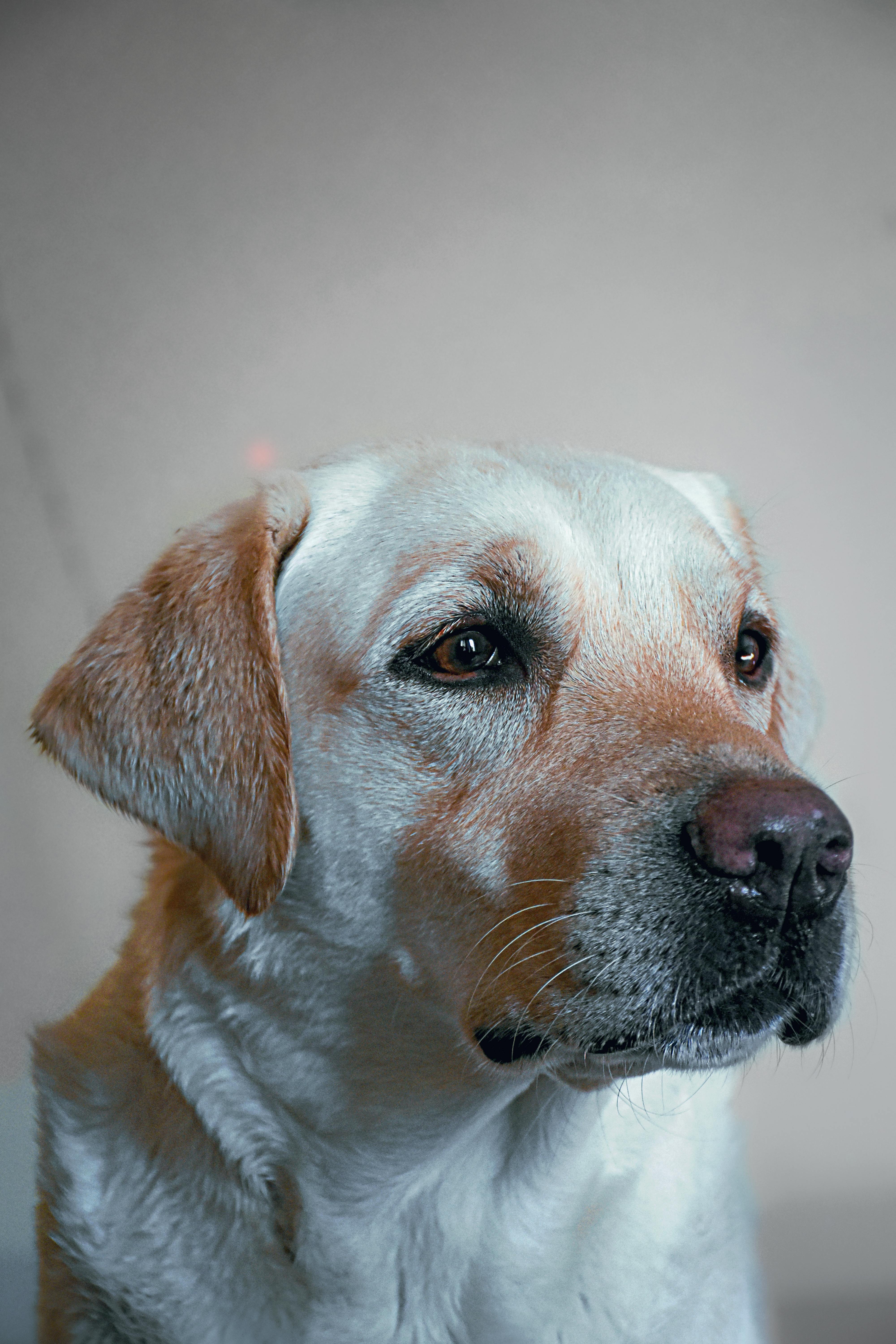 Close-Up Portrait of a Labrador Retriever · Free Stock Photo