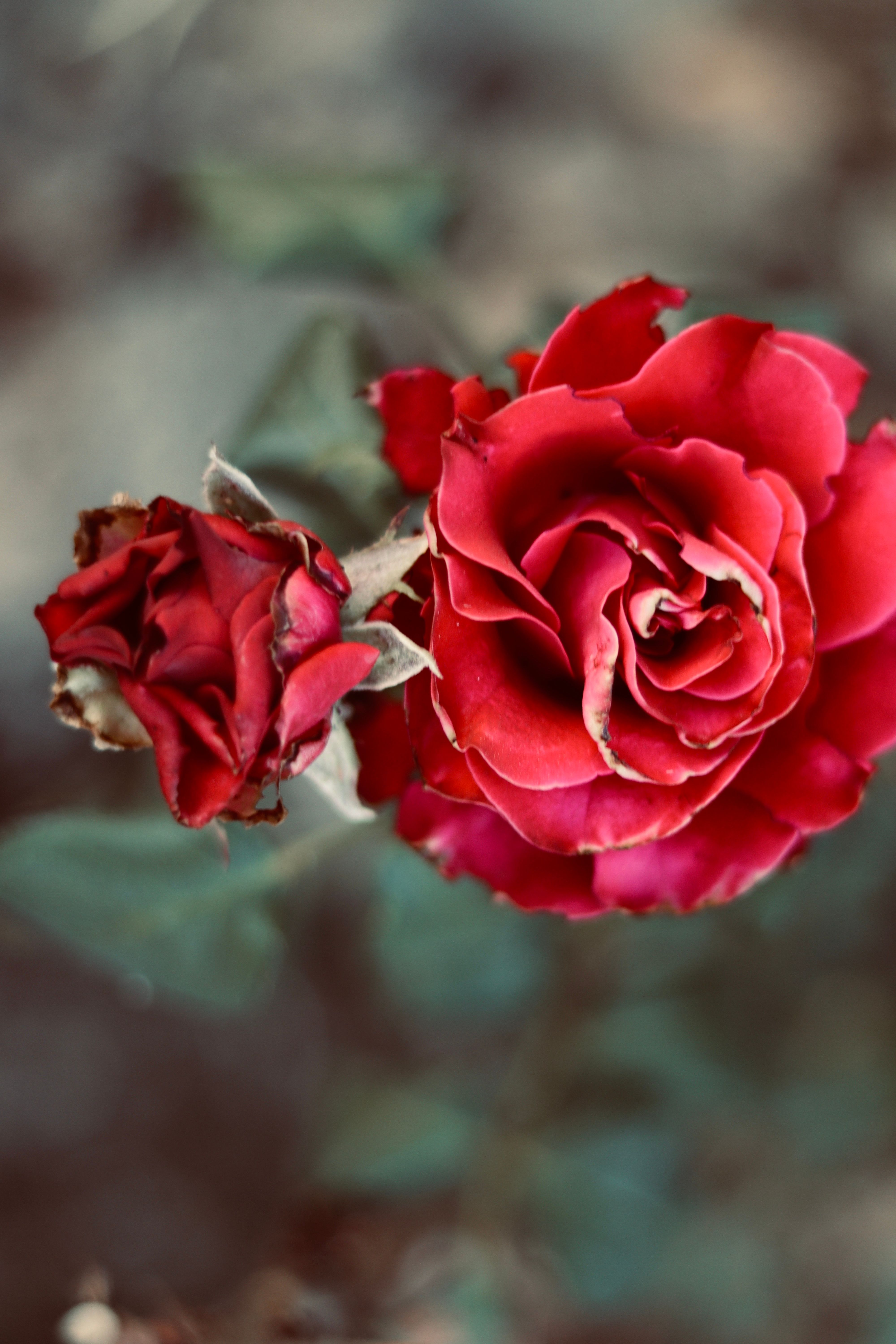 Red Color Photos, Download The BEST Free Red Color Stock Photos & HD Images