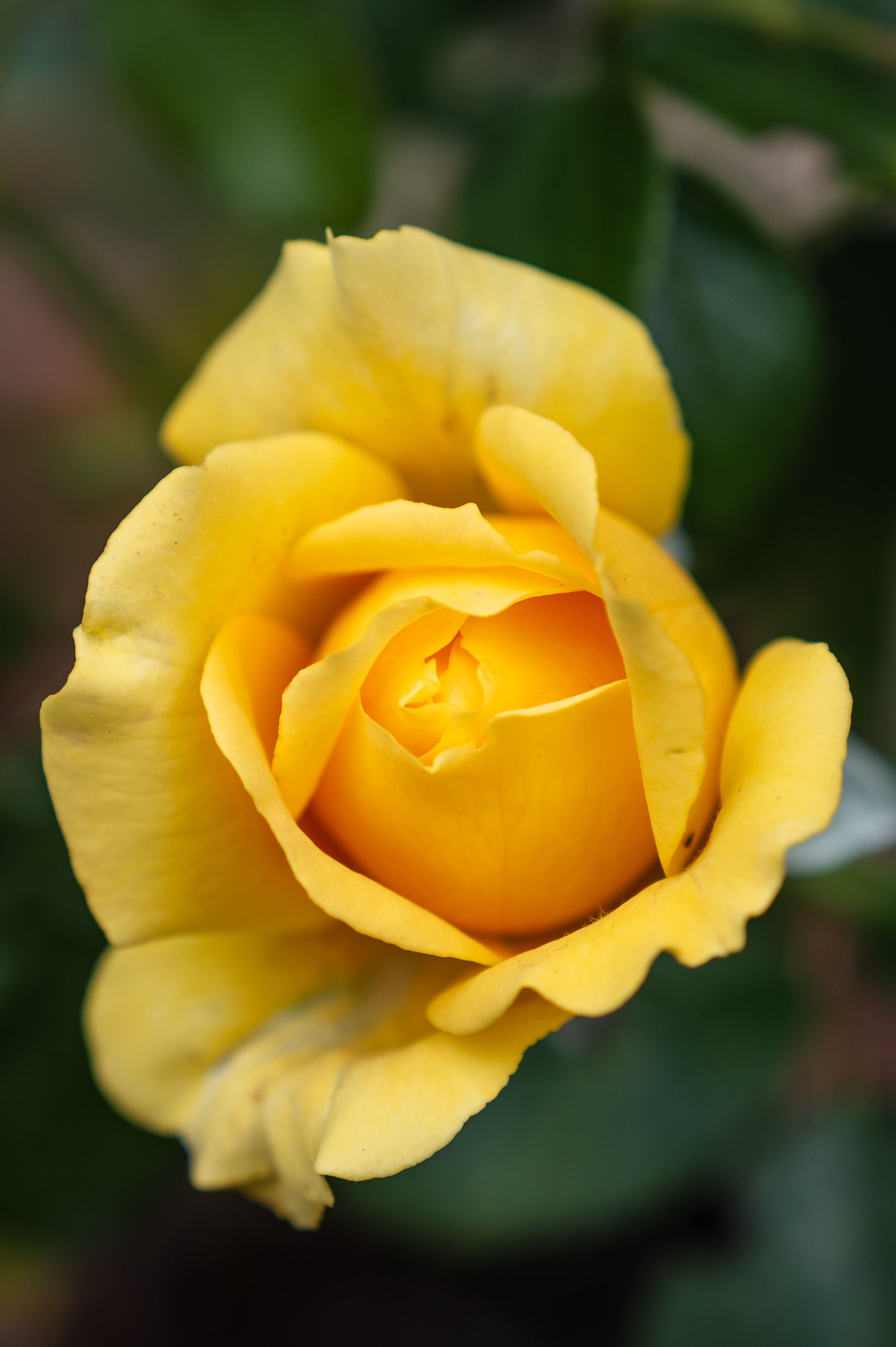Yellow Rose Flower in Close-up Photography · Free Stock Photo