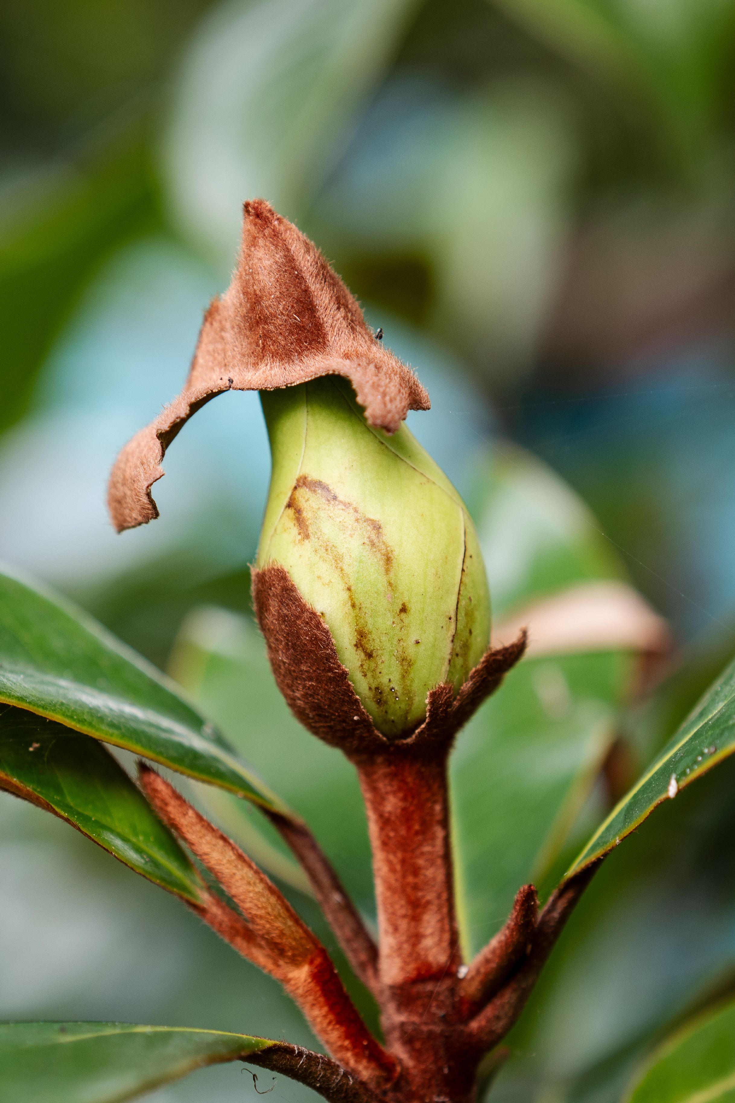 Magnolia Flower Bud Close-up with Leaves · Free Stock Photo